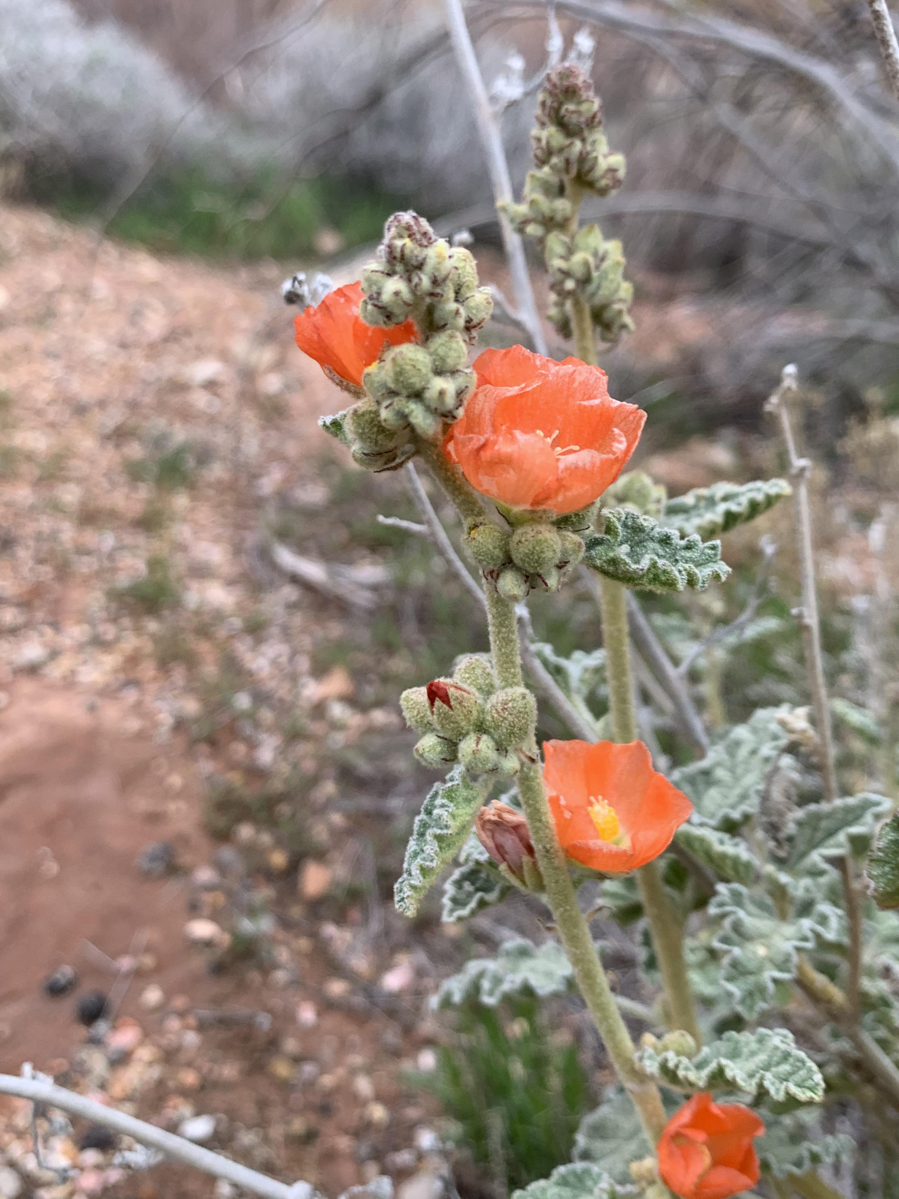 One of the first globe mallow desert flora blooms of the season ☺️ - Washington, UT | Scrolller