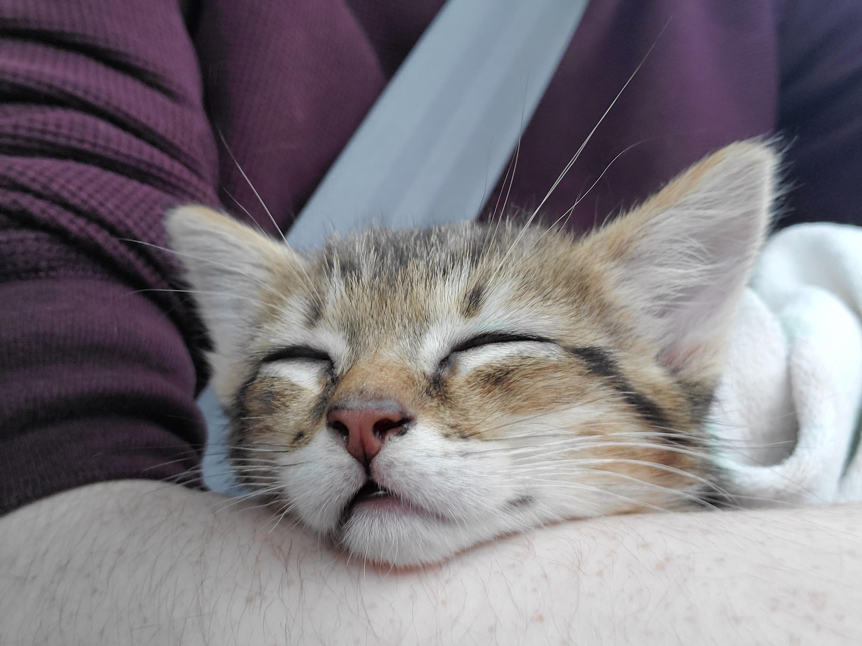 One of the new kittens! | Scrolller