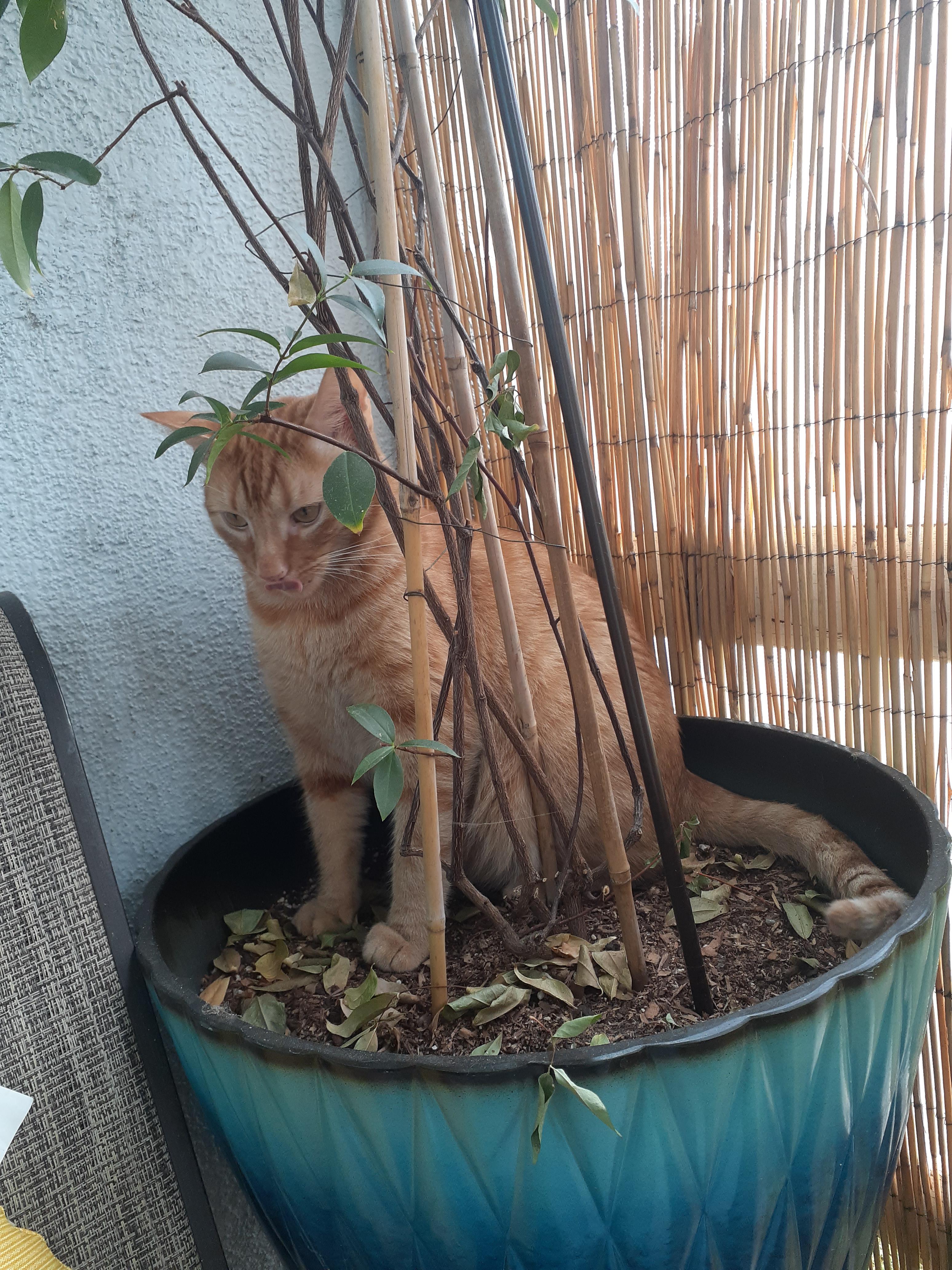 One potted lickey boy | Scrolller