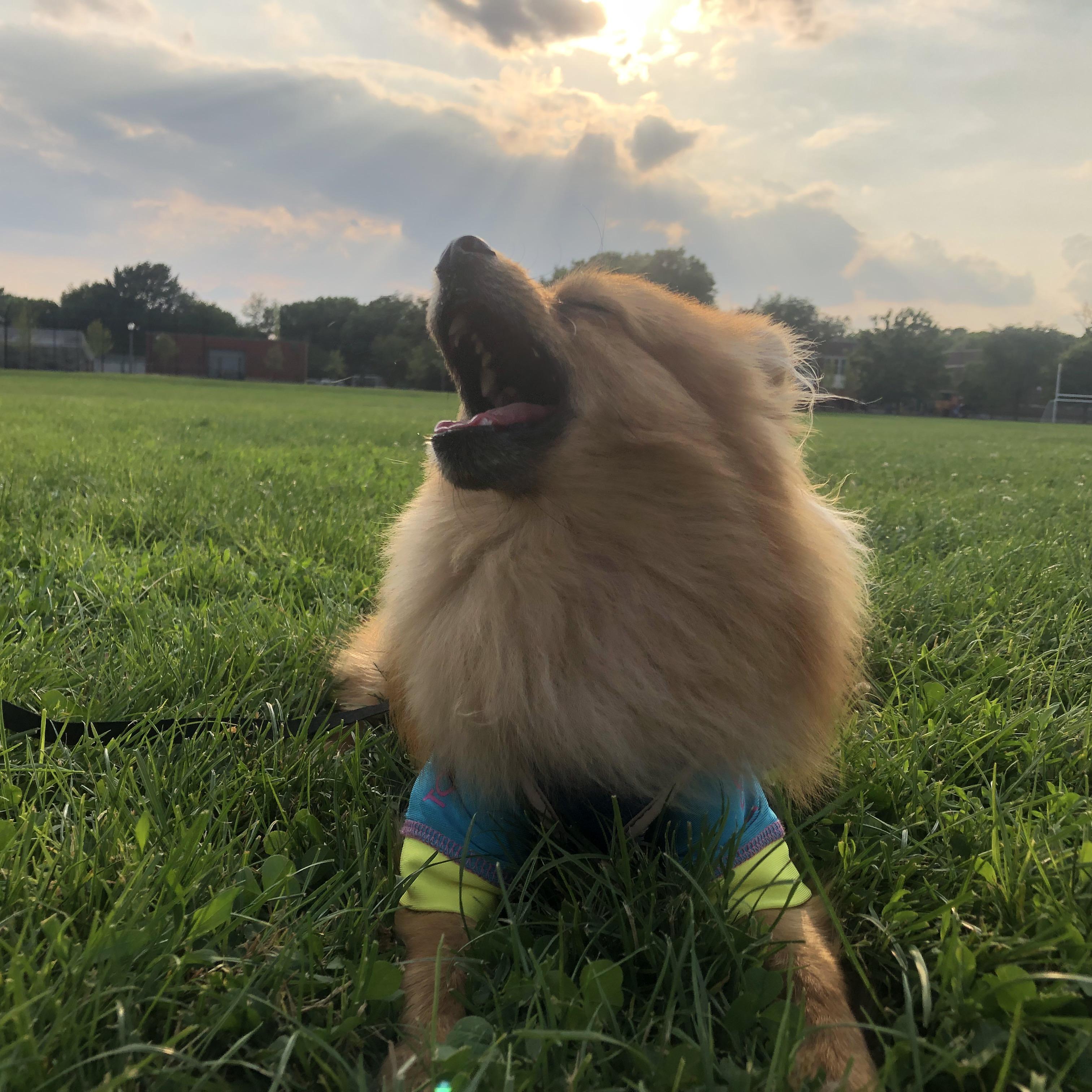 One small majestic boi | Scrolller