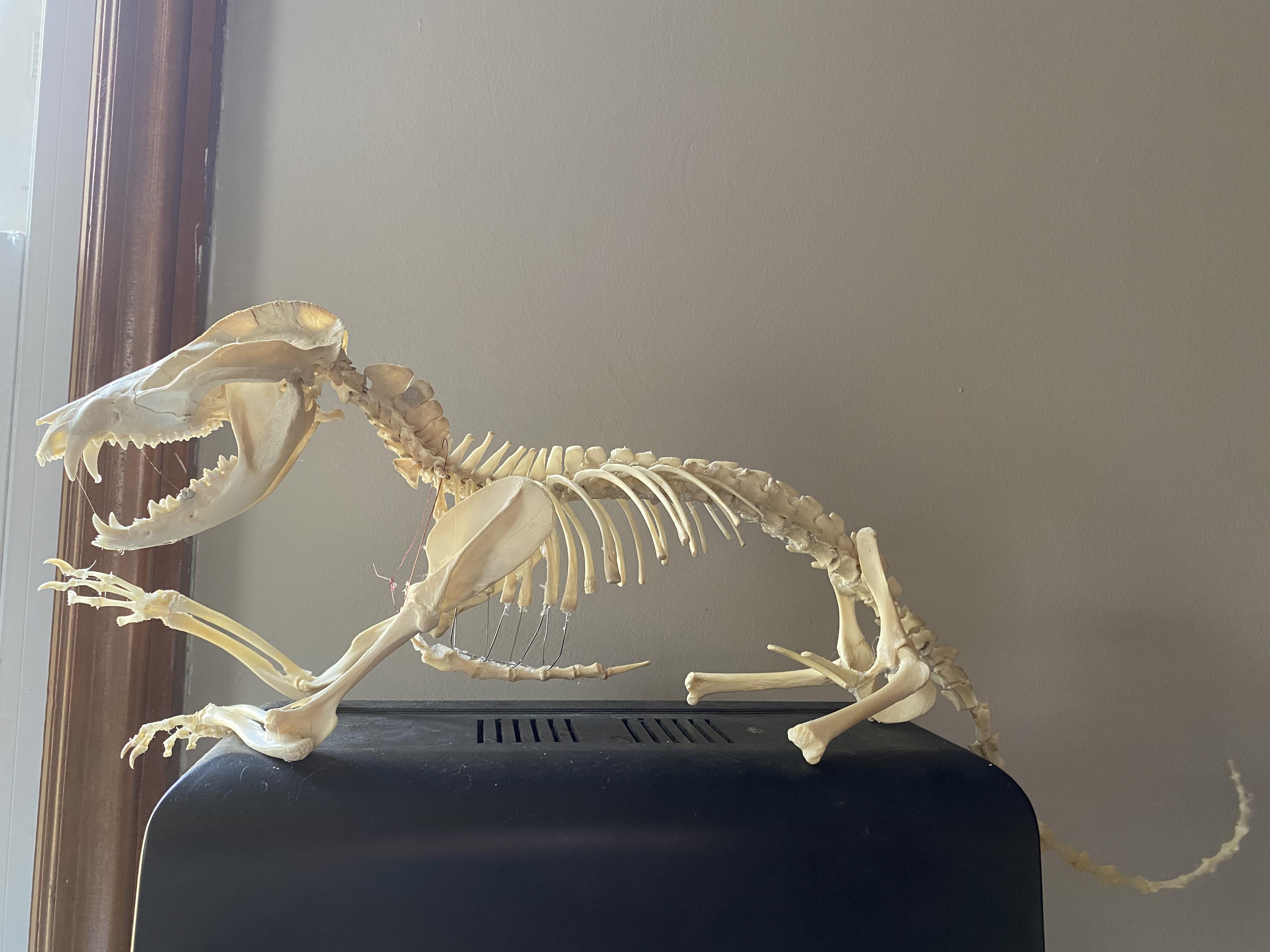 Opossum skeleton, work in progress | Scrolller