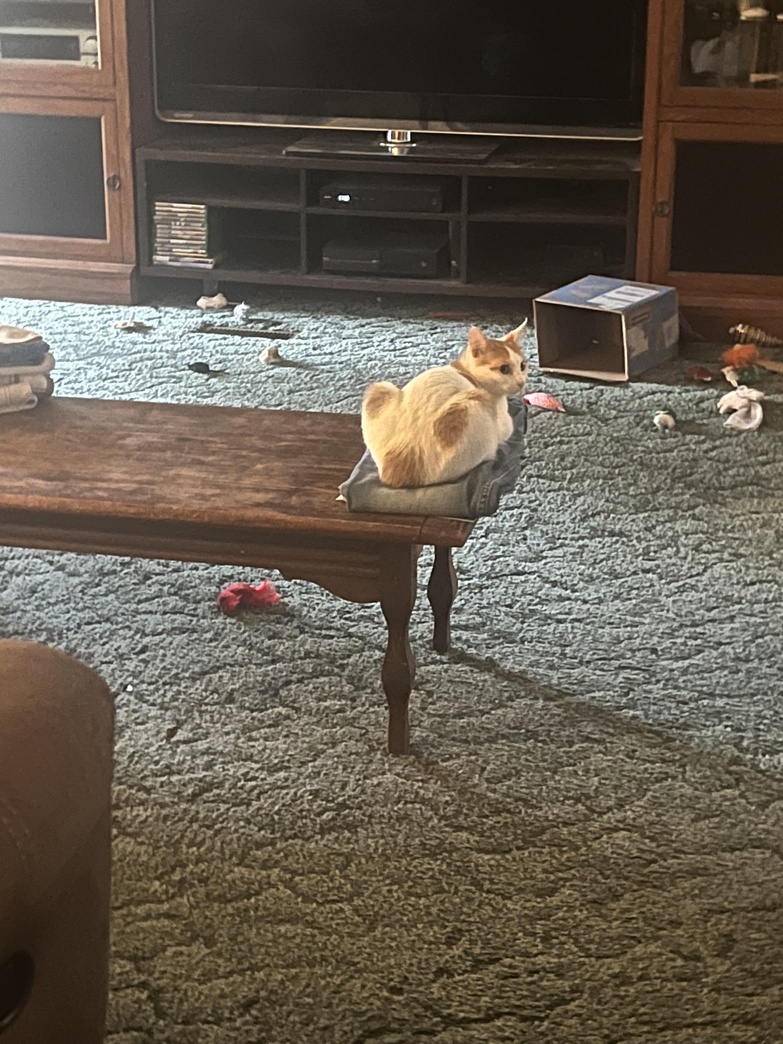 Orange and cream loaf | Scrolller