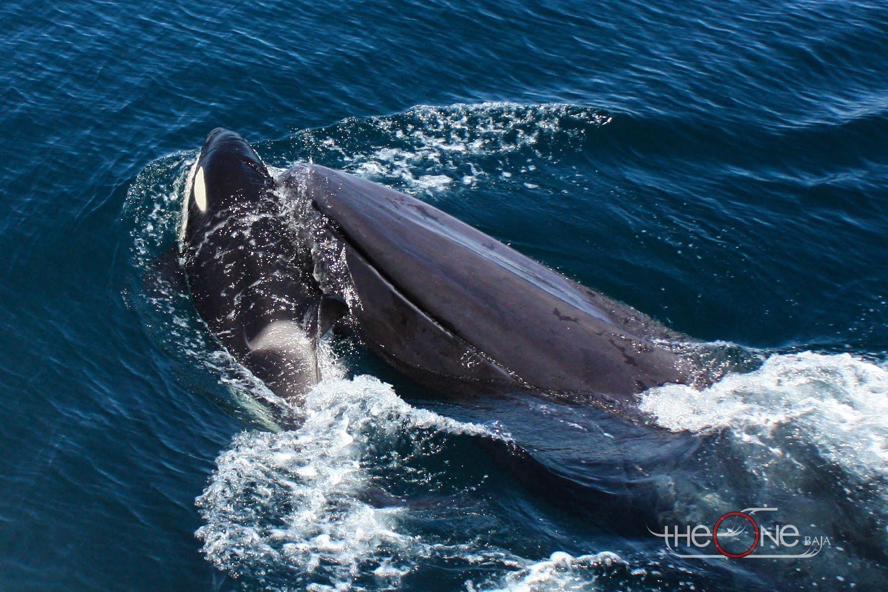 Orca/Fin Whale | Scrolller