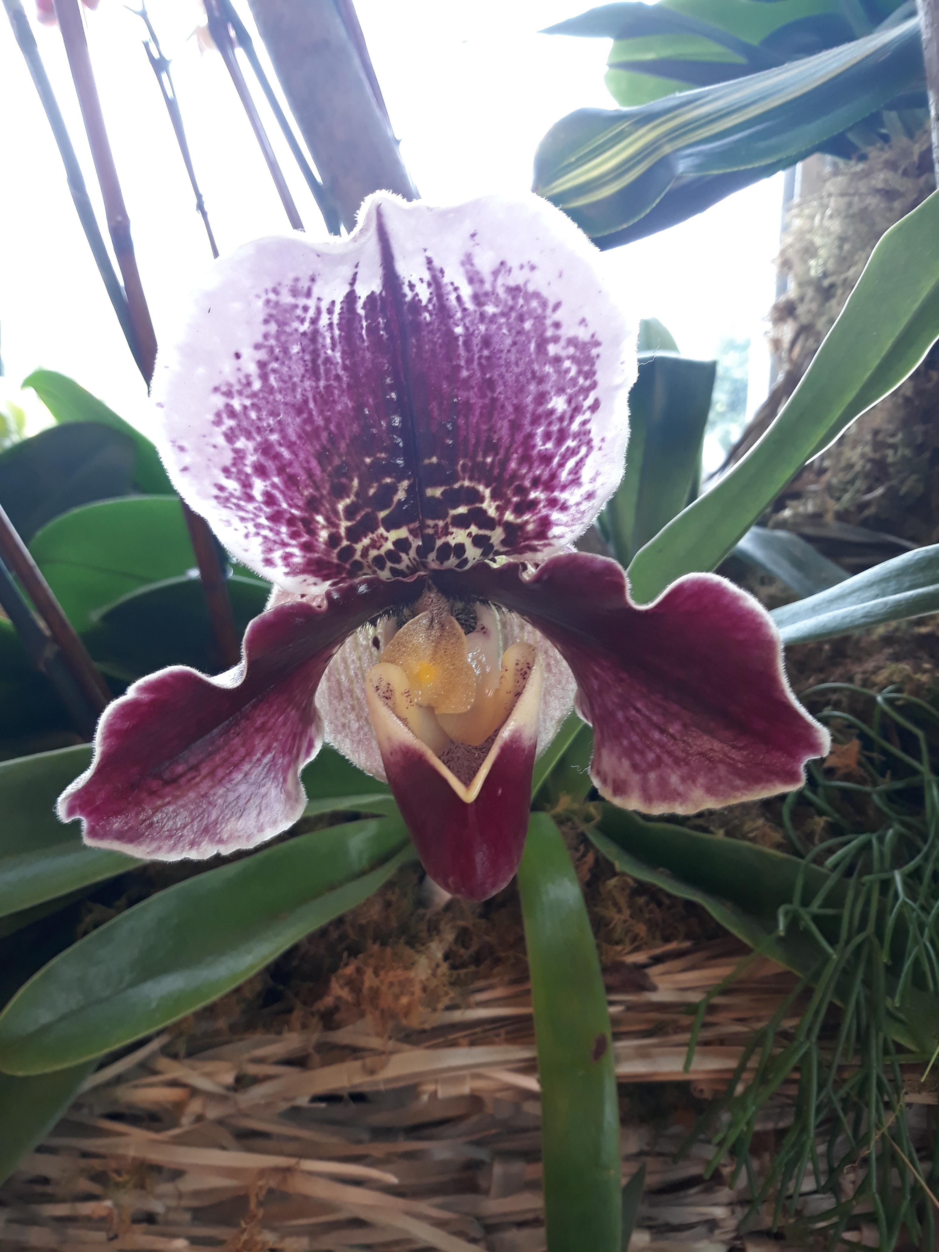 Orchids are simply magical | Scrolller