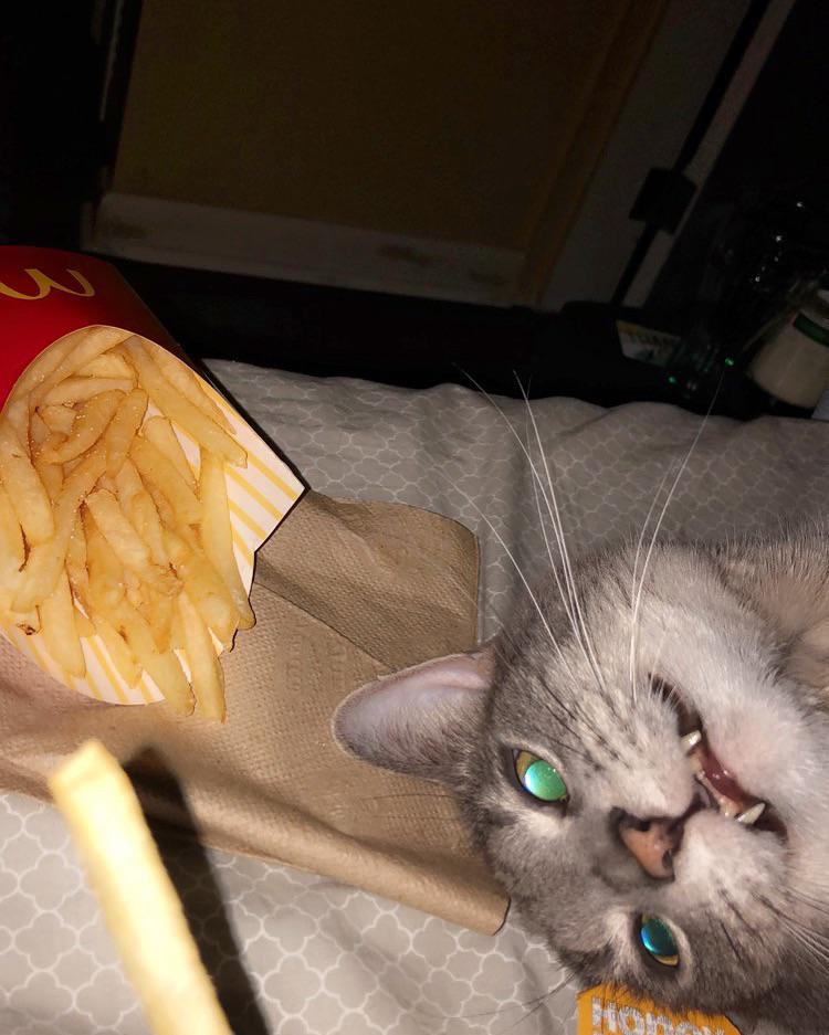 Orion & Human Food | Scrolller