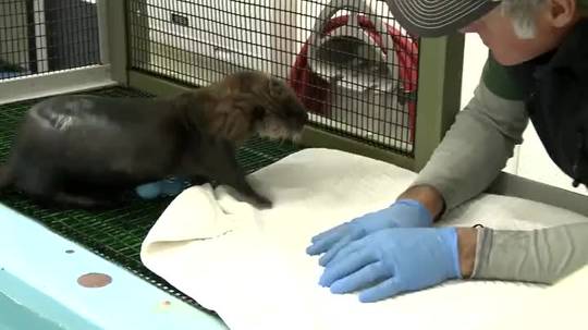 Otter has fun drying off | Scrolller