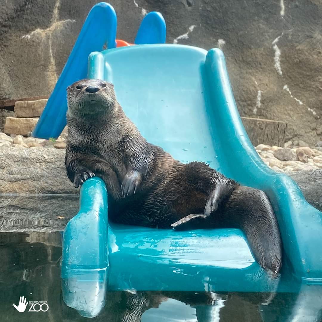 Otter slide | Scrolller