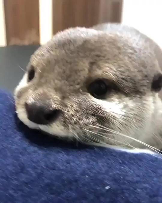 Otterly adorable | Scrolller