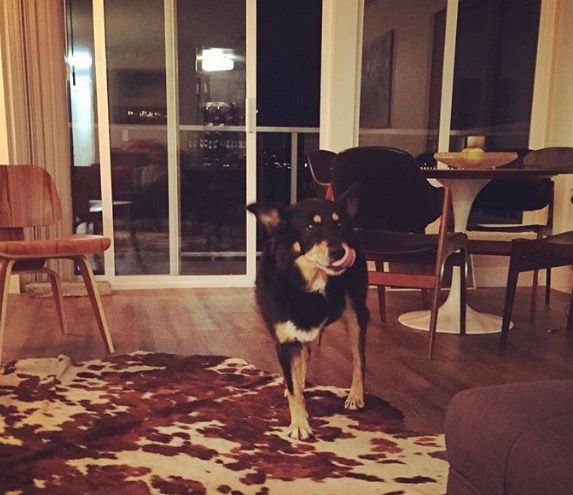 our 3-legged kelpie | Scrolller