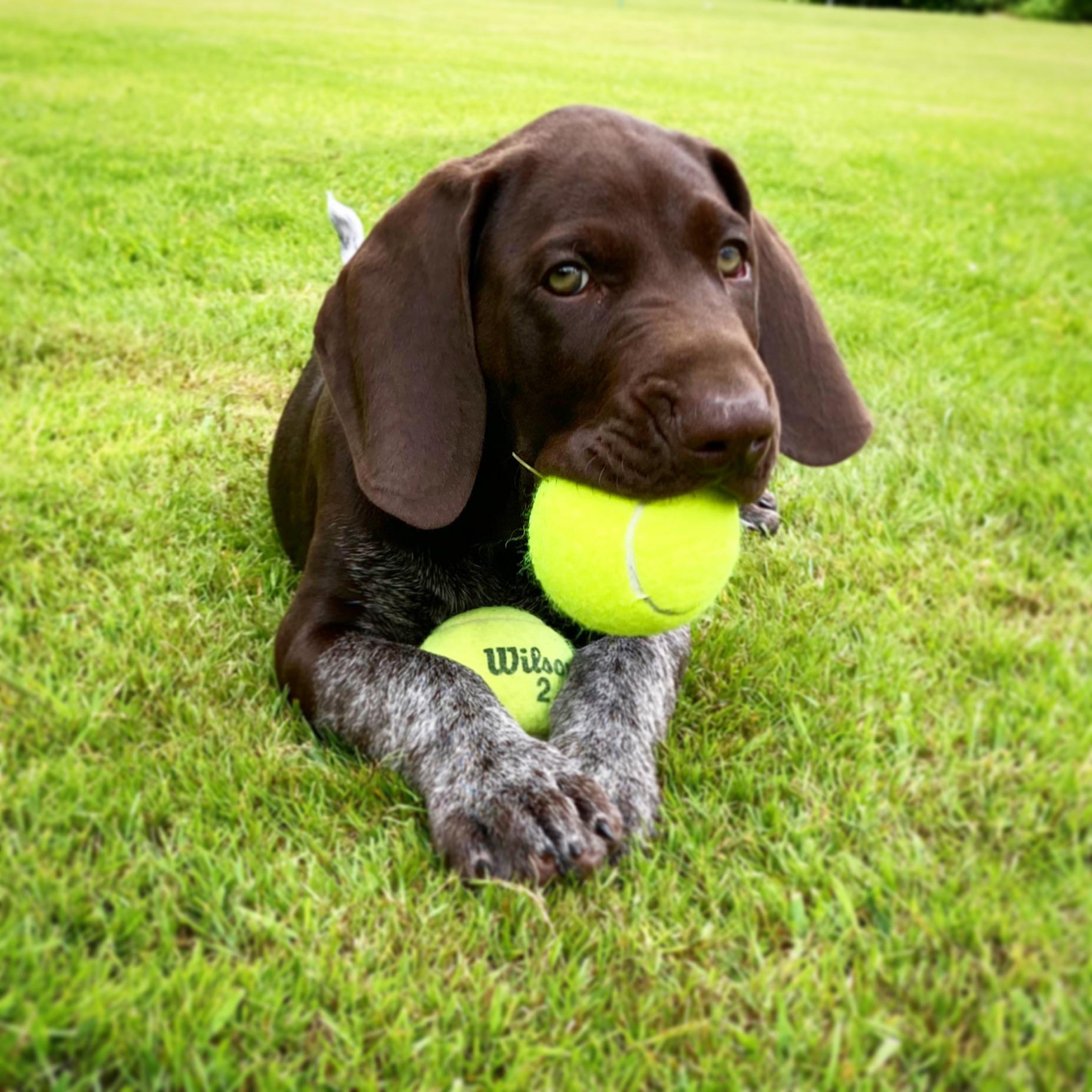 Our 8 week old GSP | Scrolller