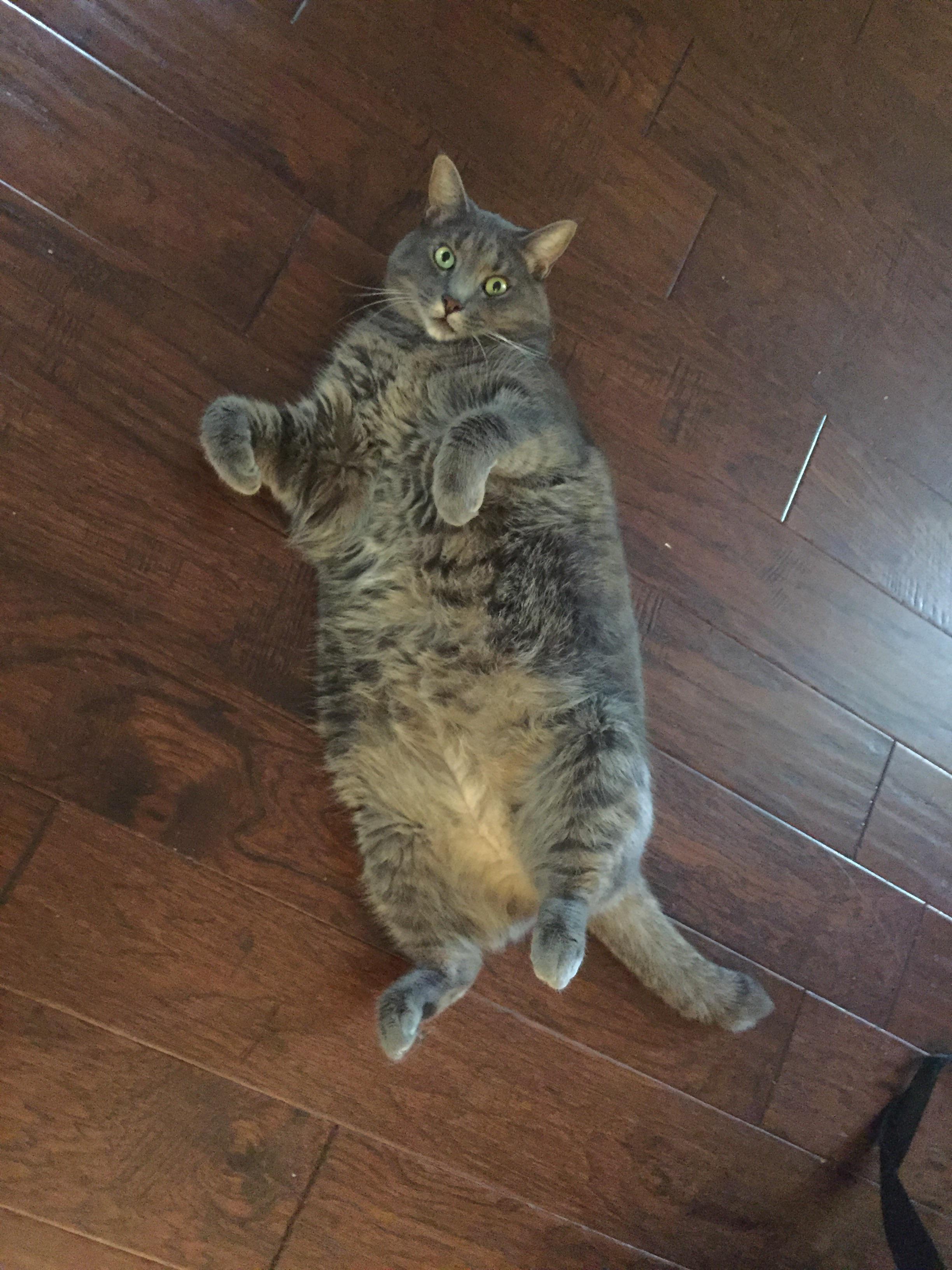 our beautiful grey chonk Stormy, aka Stormus Enormous | Scrolller