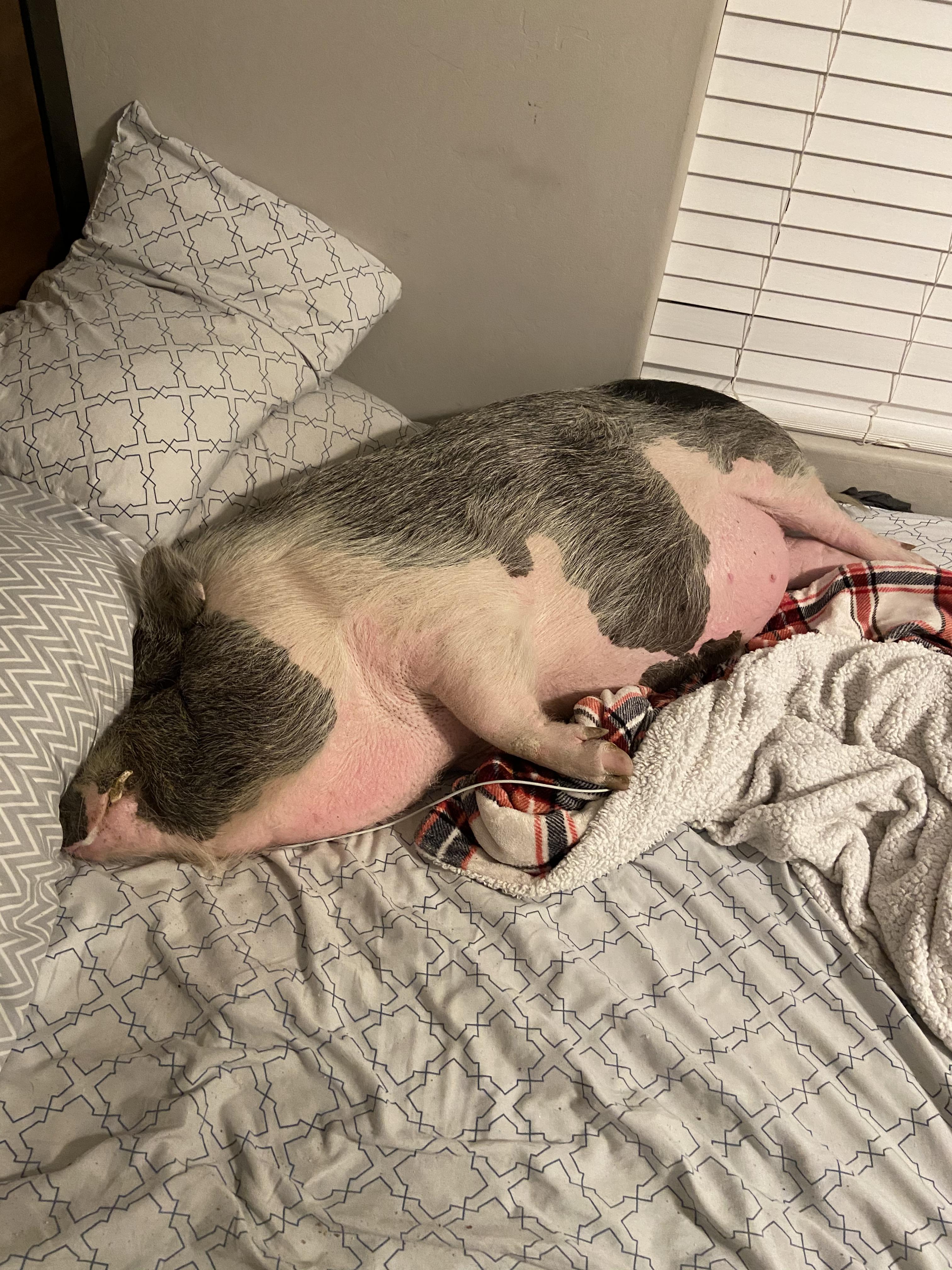 Our big boy taking a nap | Scrolller