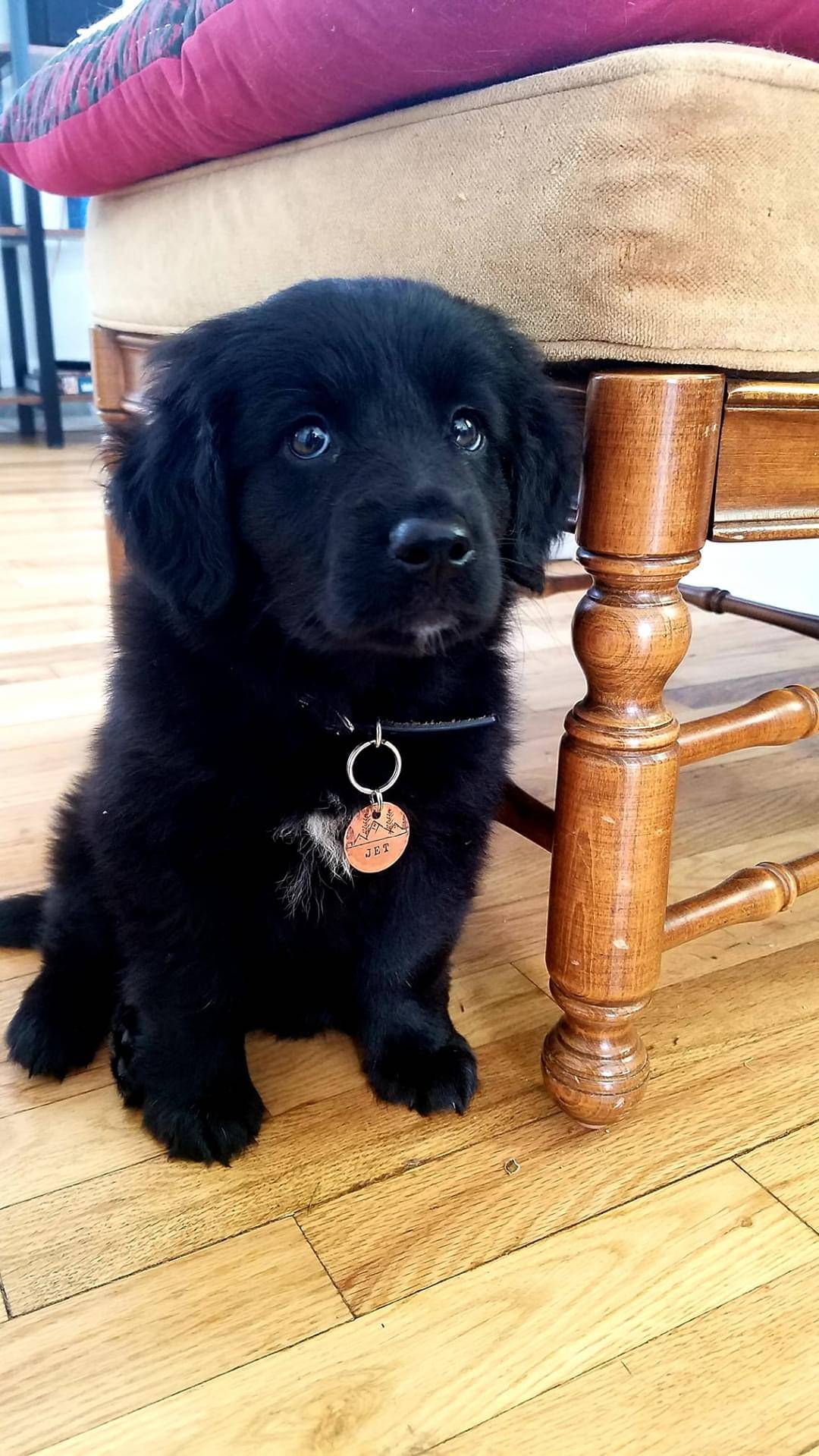 Our boy, Jet! Golden retriever/Aussie mix | Scrolller