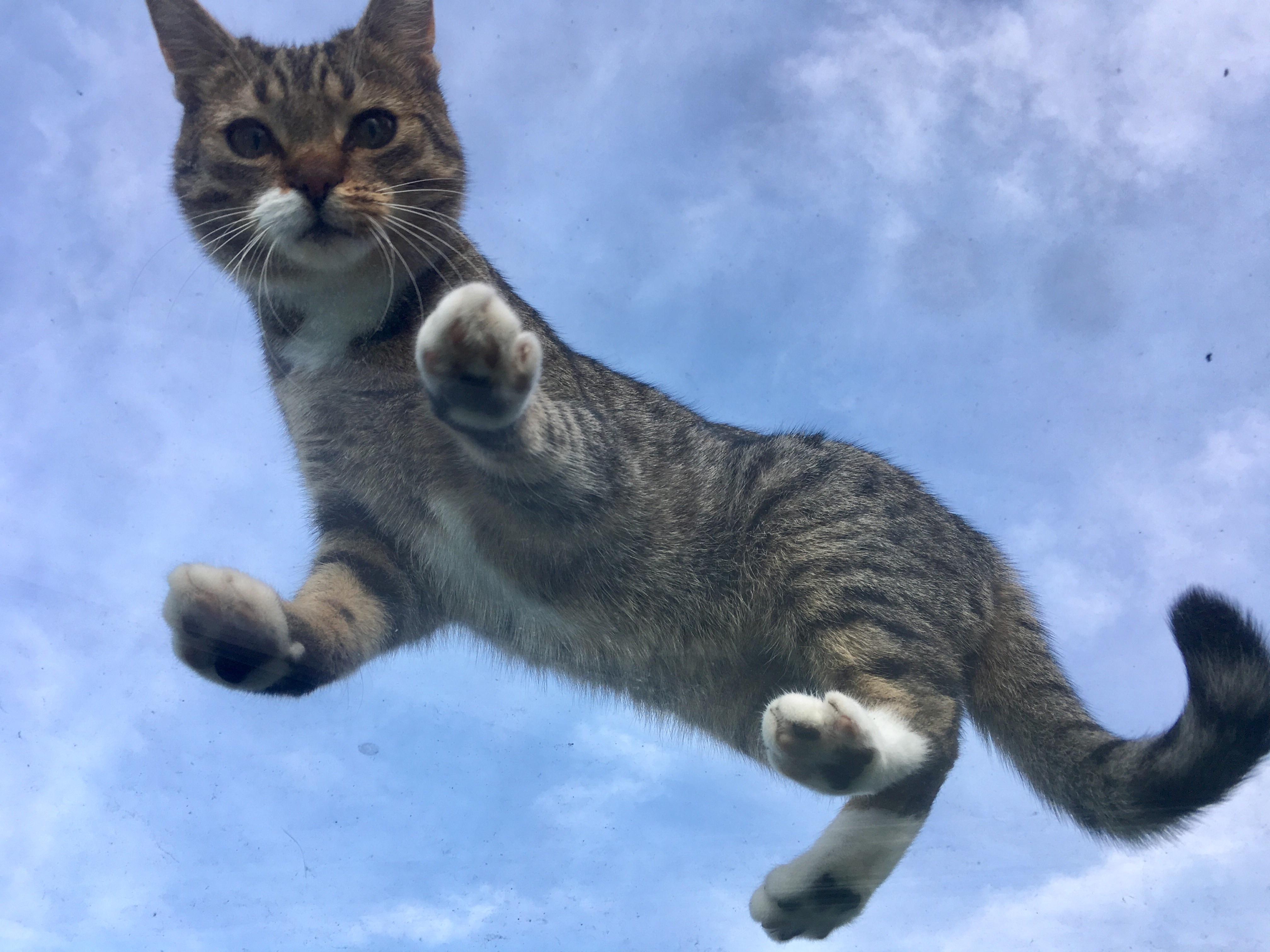 Our cat walking on the skylight looks like she was thrown in the air | Scrolller