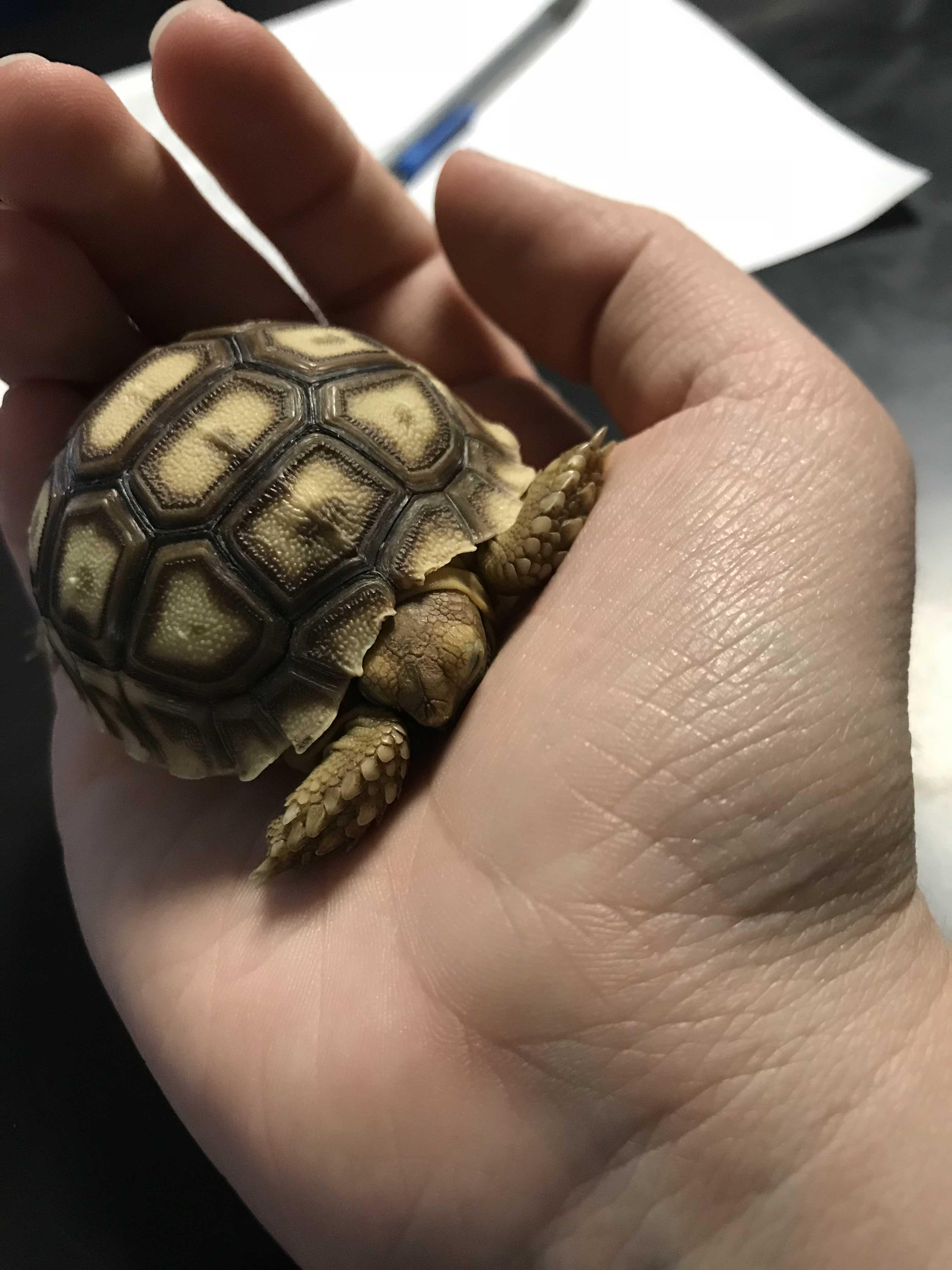 Our Chunky boy Chonk fell asleep in my gfs hand | Scrolller
