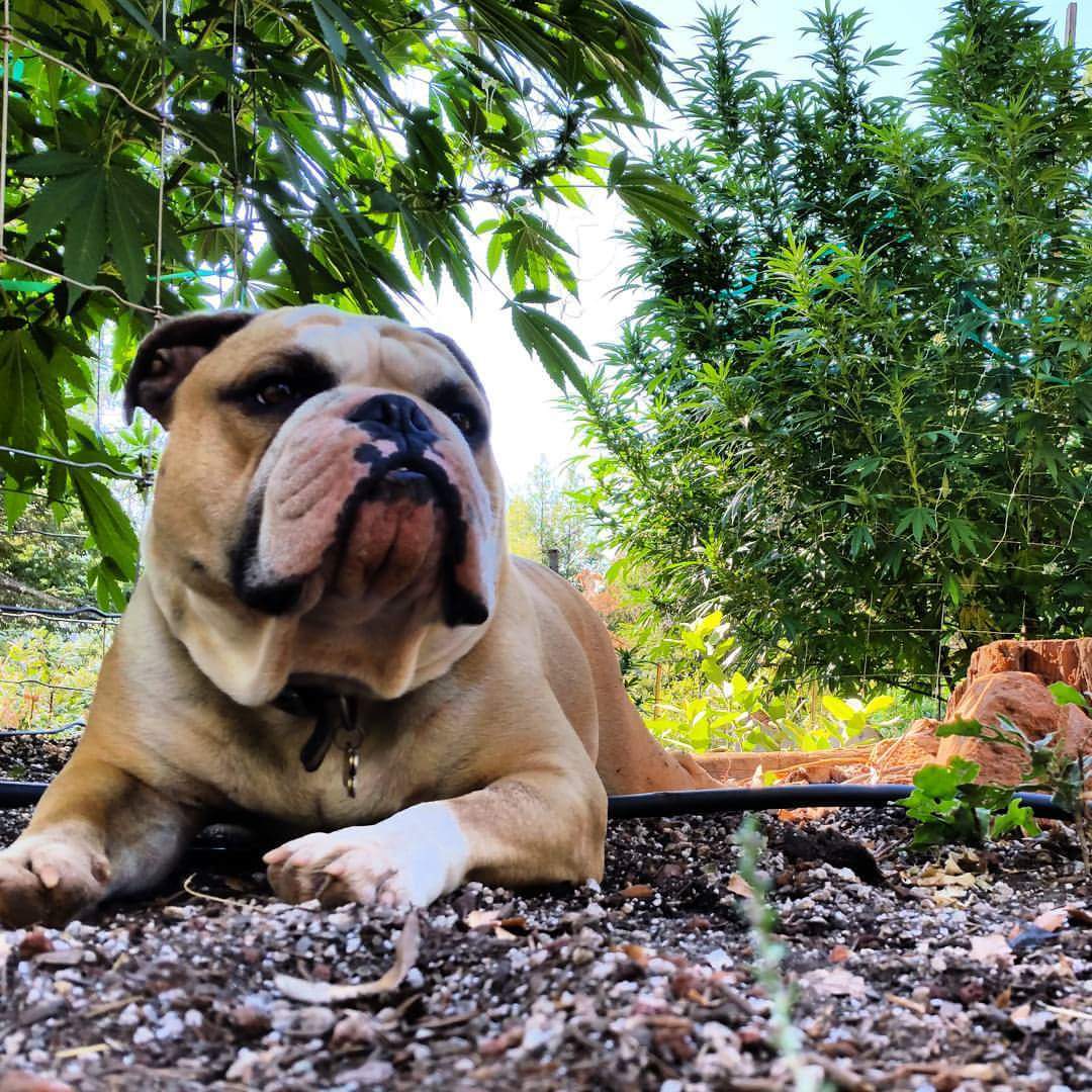Discover more like CanineMajesty: Our farm dog just hanging out. (X-post from aww) and Related ...
