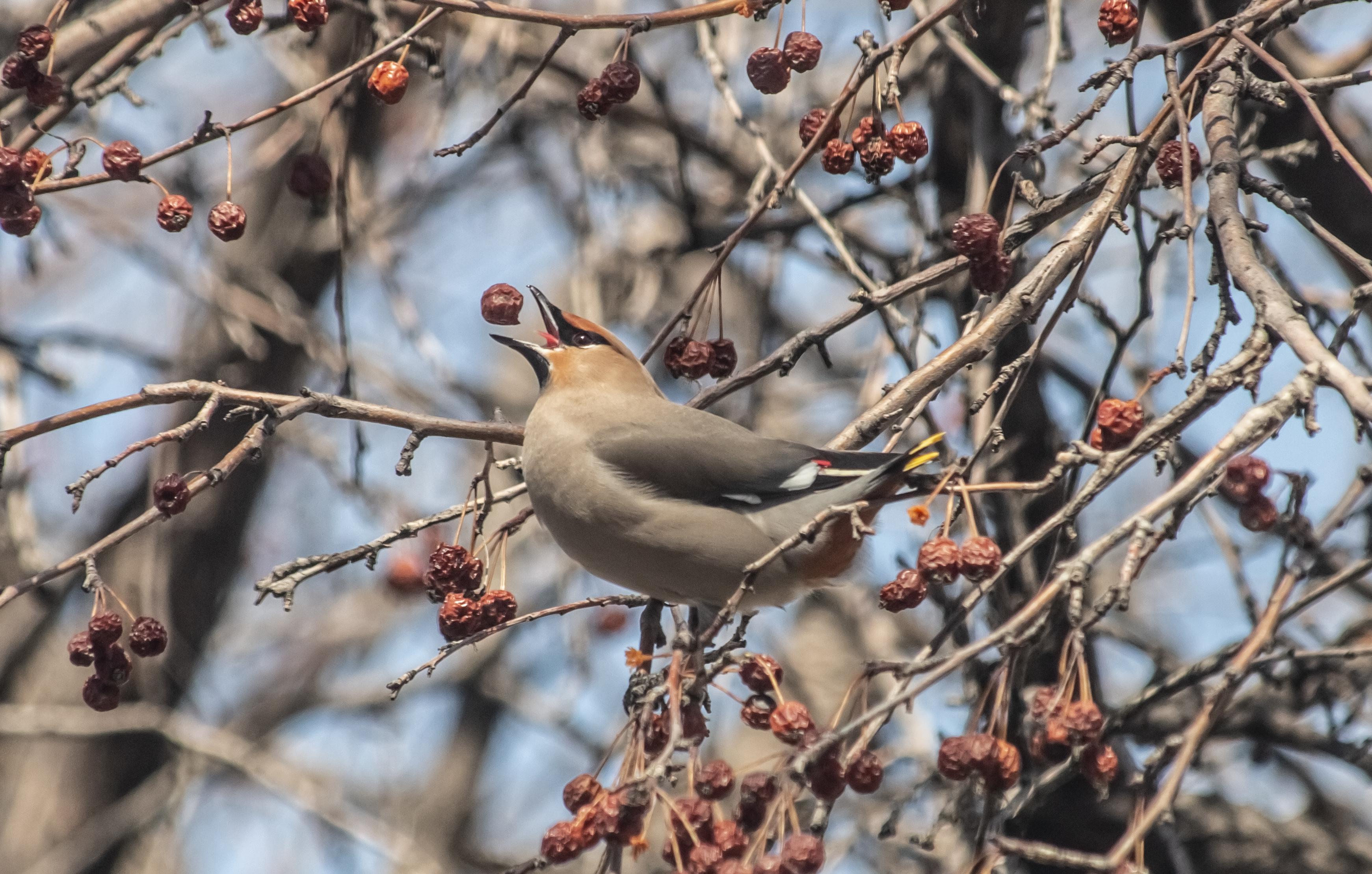 Our First Cedar Waxwing | Scrolller
