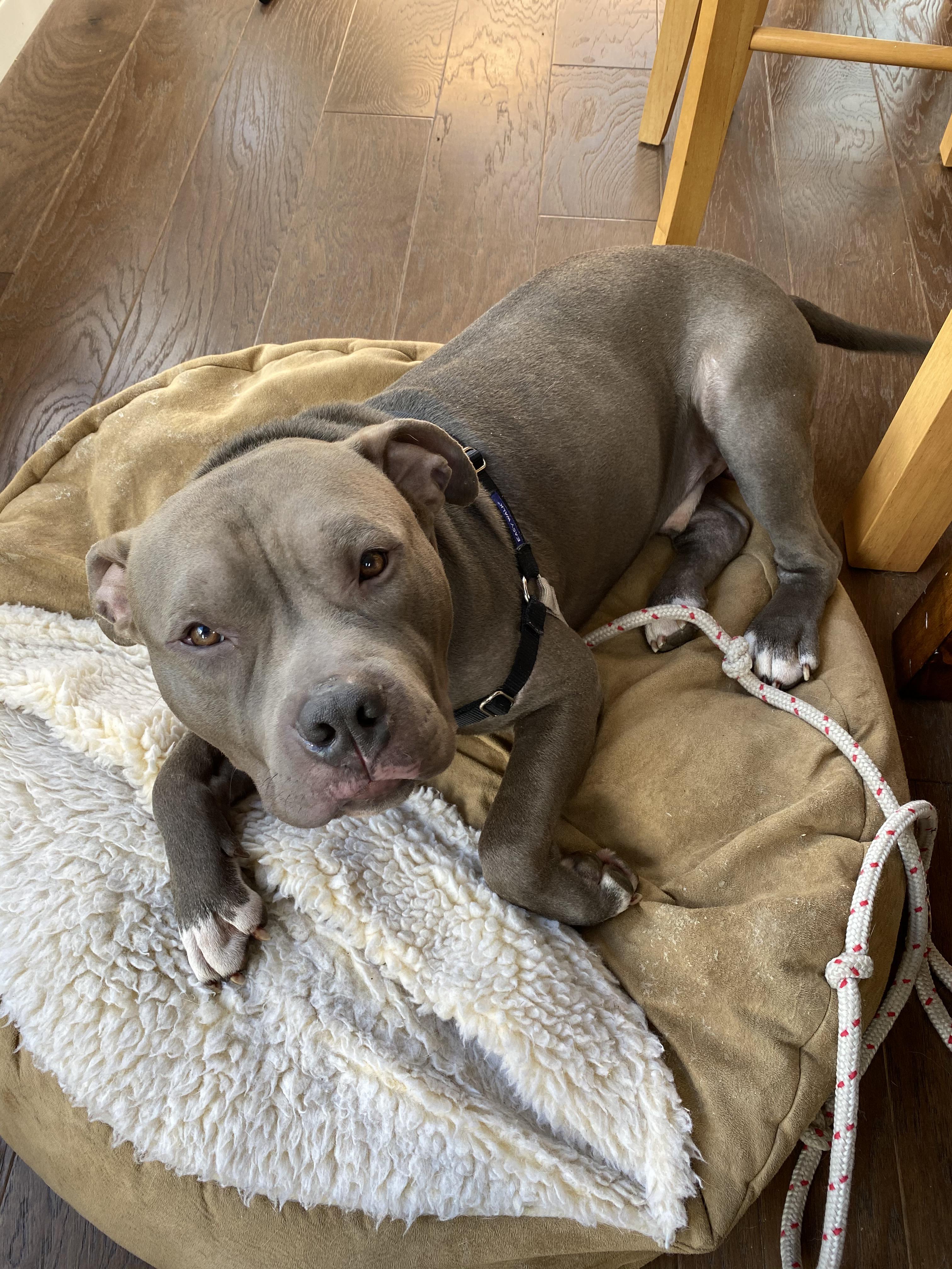 Our foster pup, Dr Wiggles. | Scrolller