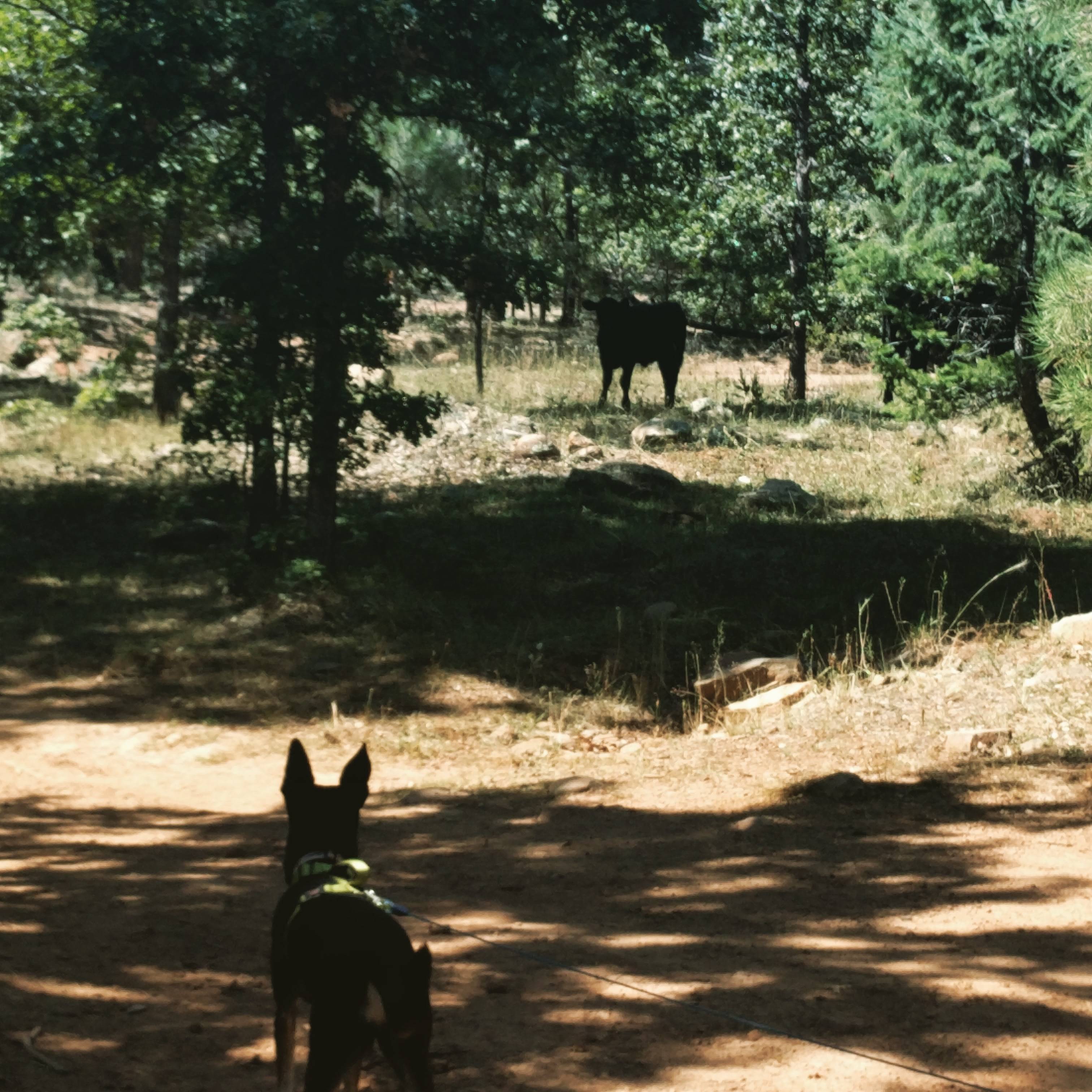 Our Kelpie in his natural habitat | Scrolller