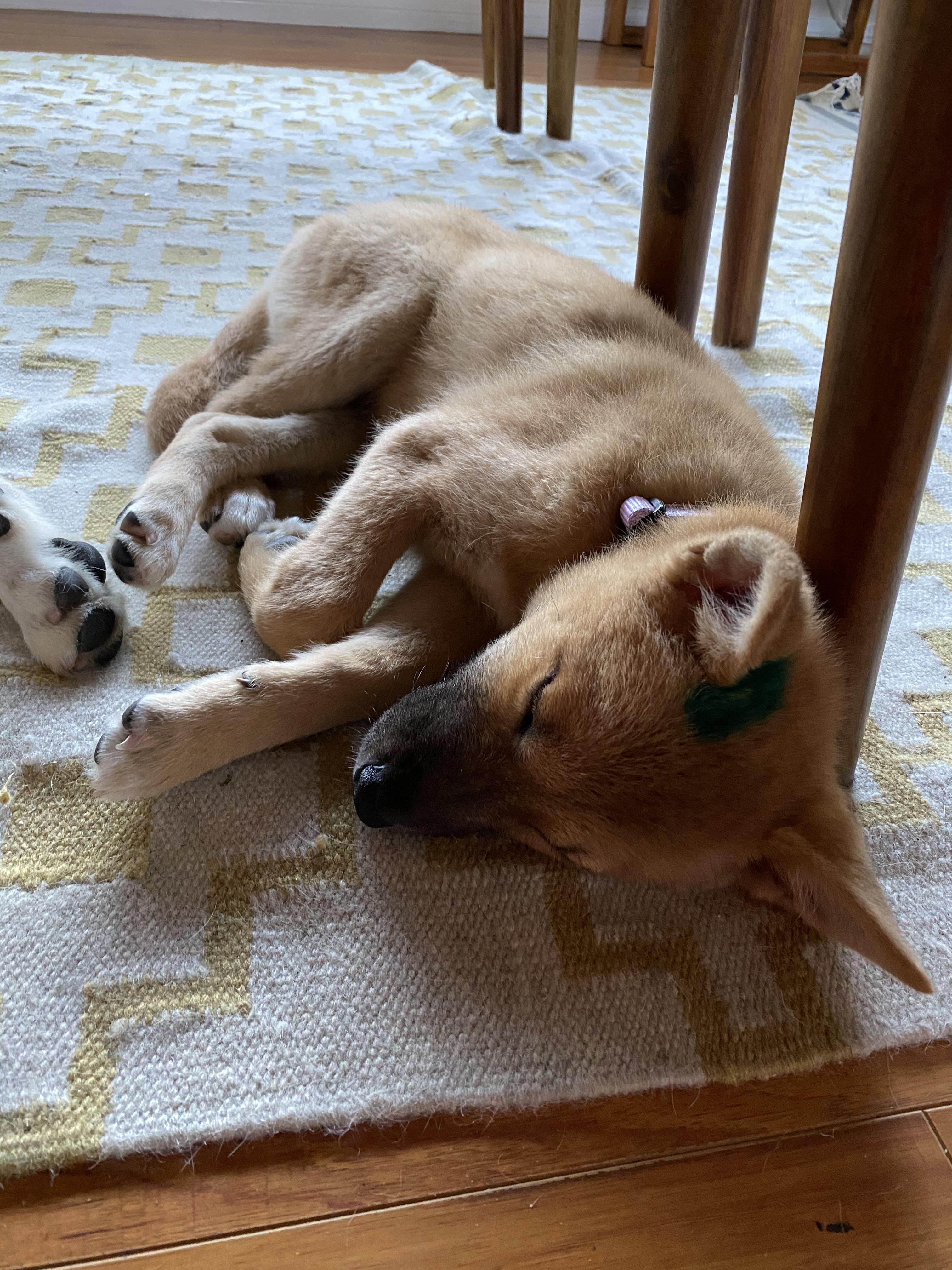 Our little girl just arrived in the US! Meet Milo! | Scrolller