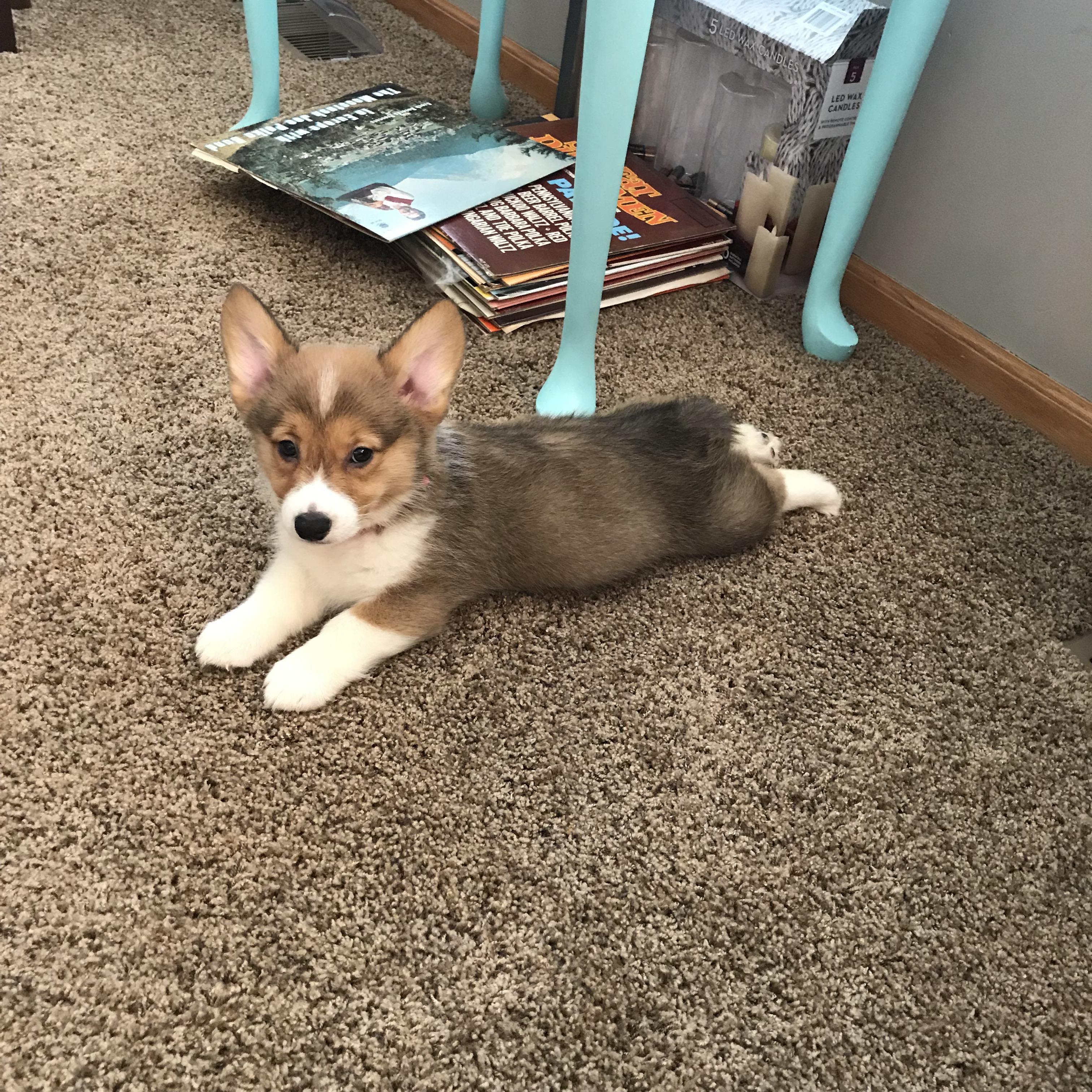 Our little guy Ari doing his first sploot in his new home. | Scrolller
