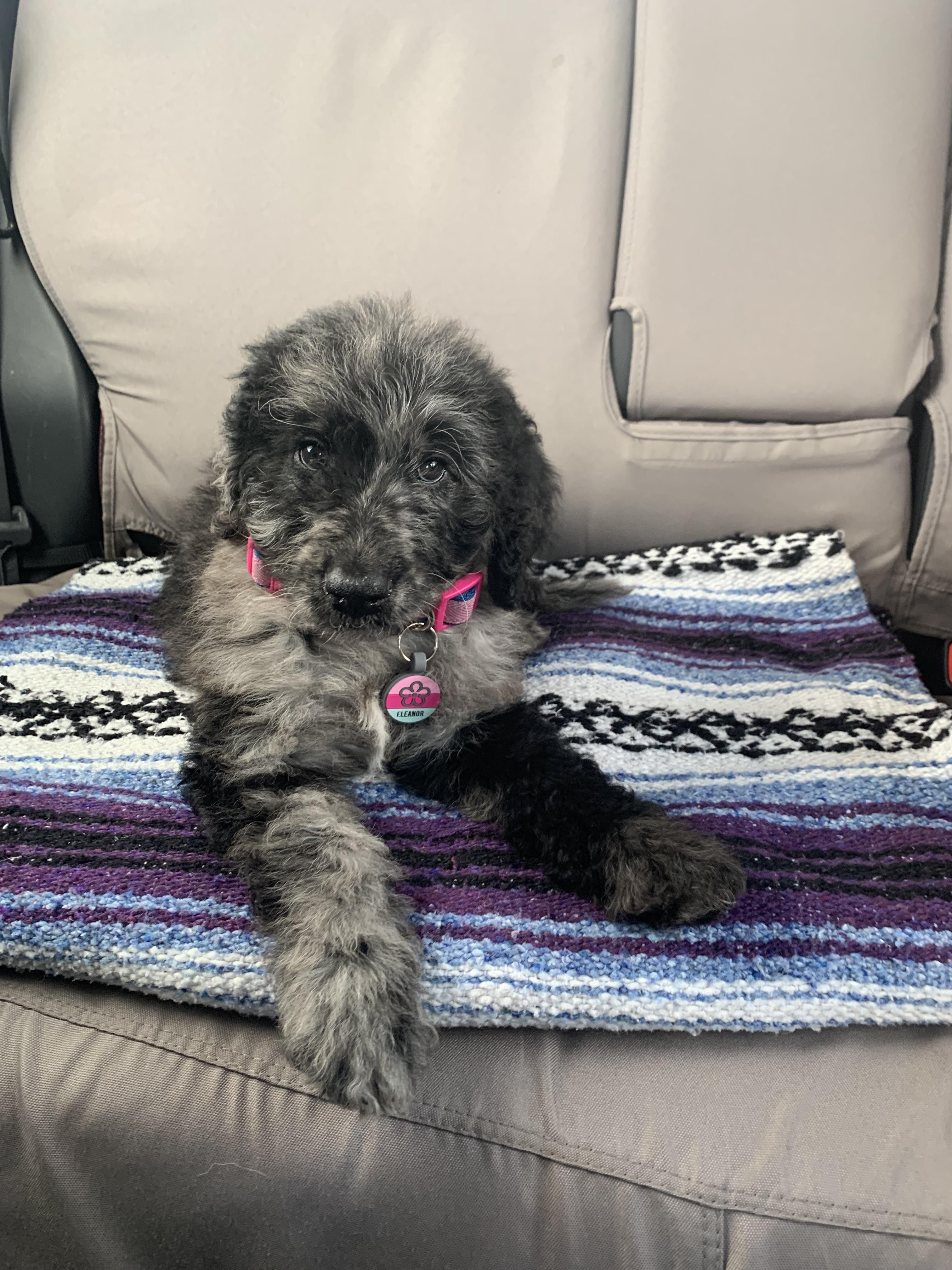 Our new baby, Eleanor aka Ellie. 8 weeks | Scrolller