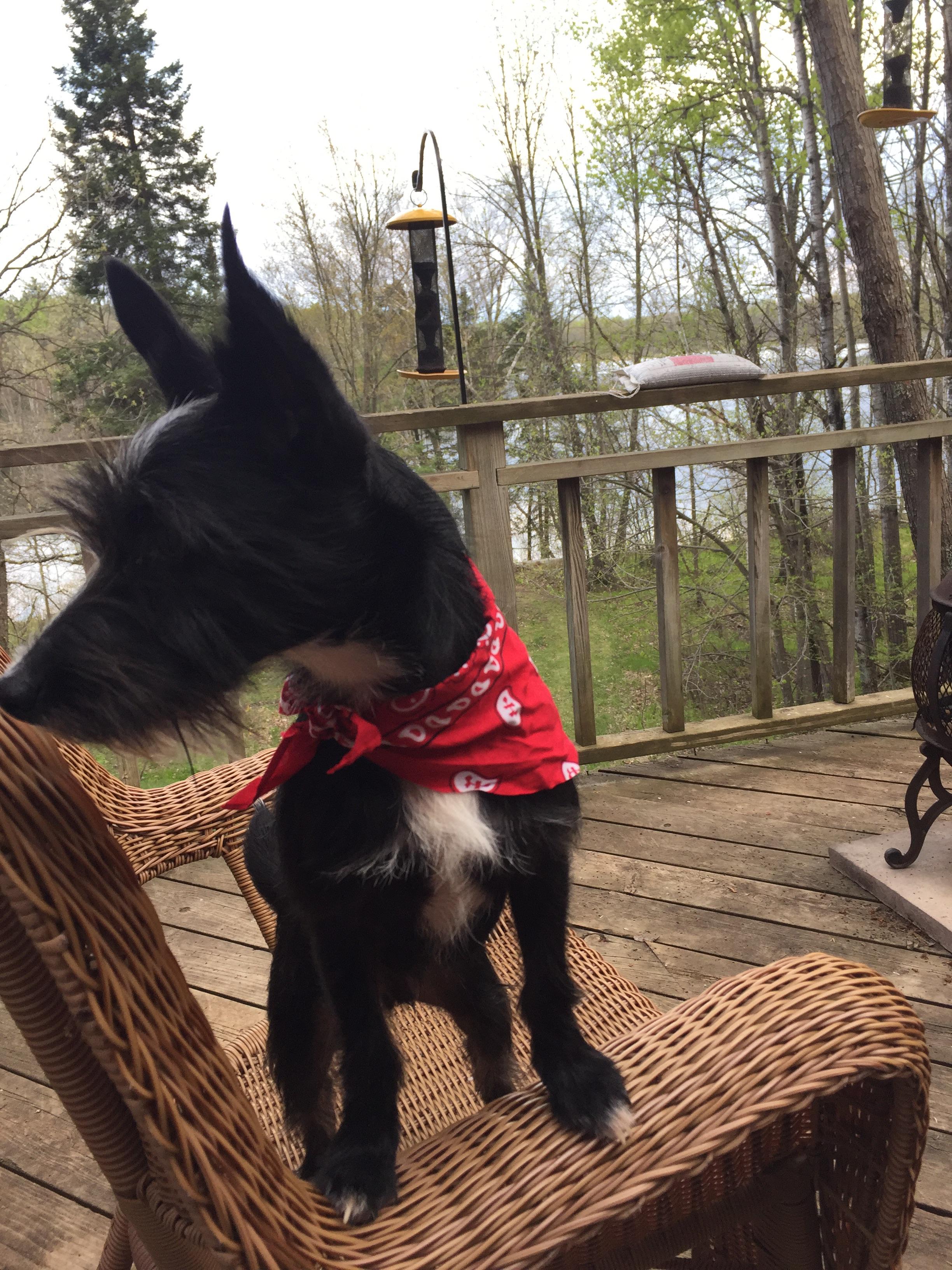 Our new buddy, Gus | Scrolller