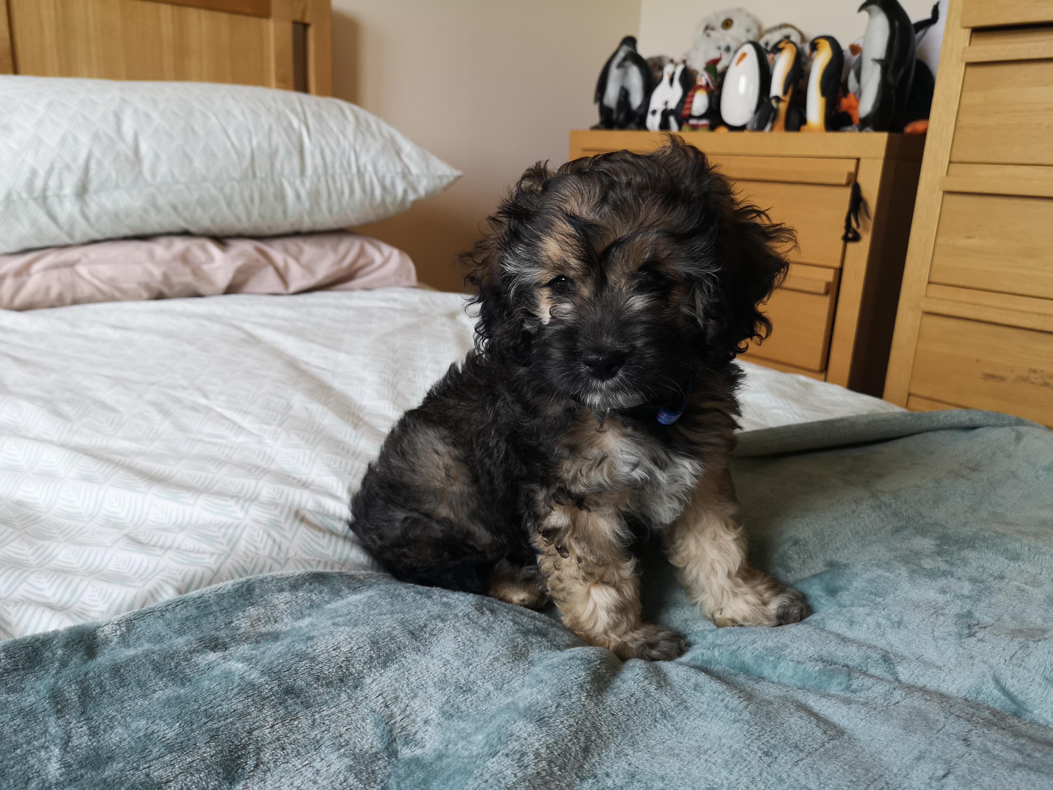 Our new cockapoo pup, Willow ️ | Scrolller