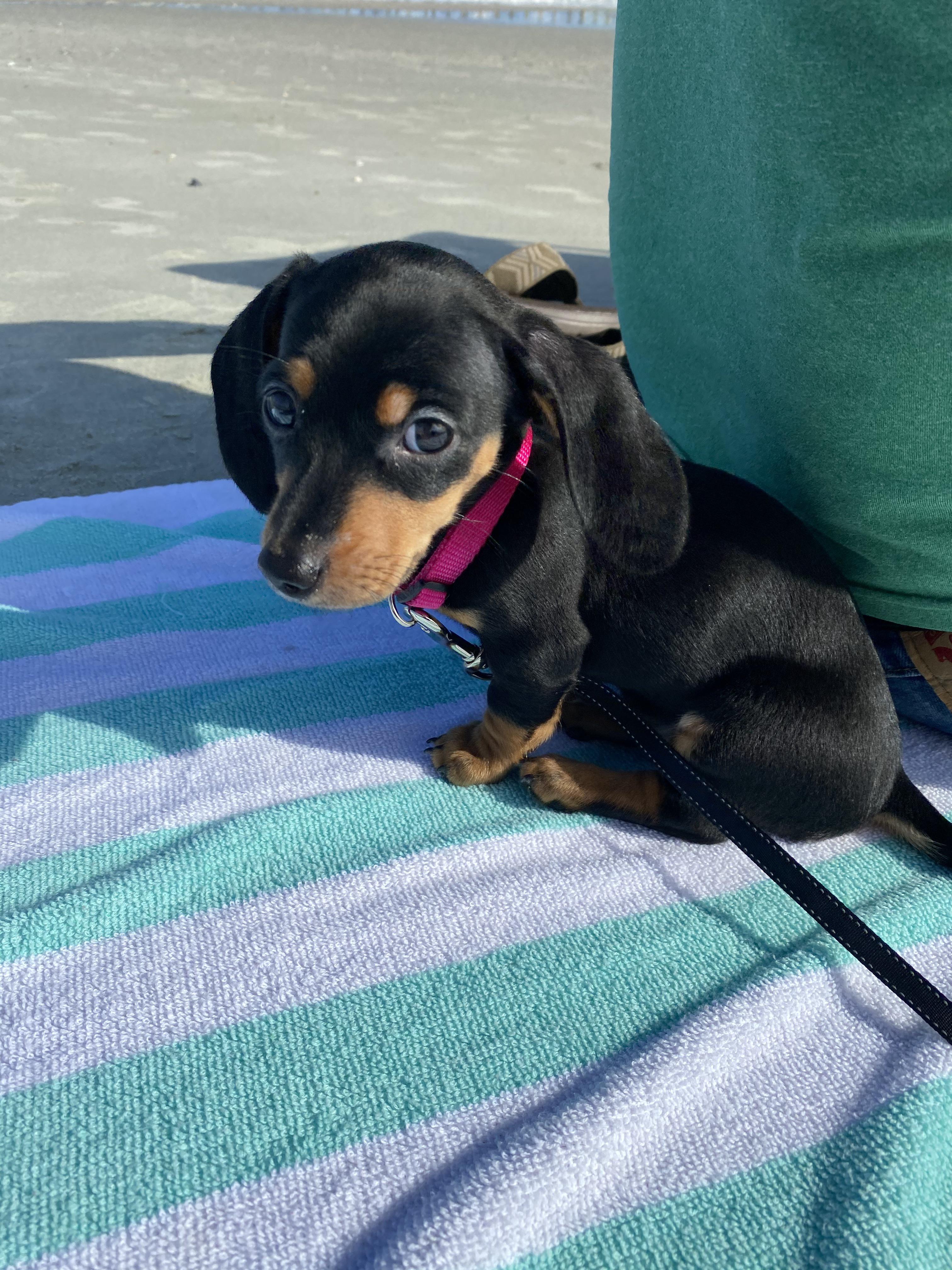 Our New Itty Bitty Scrolller