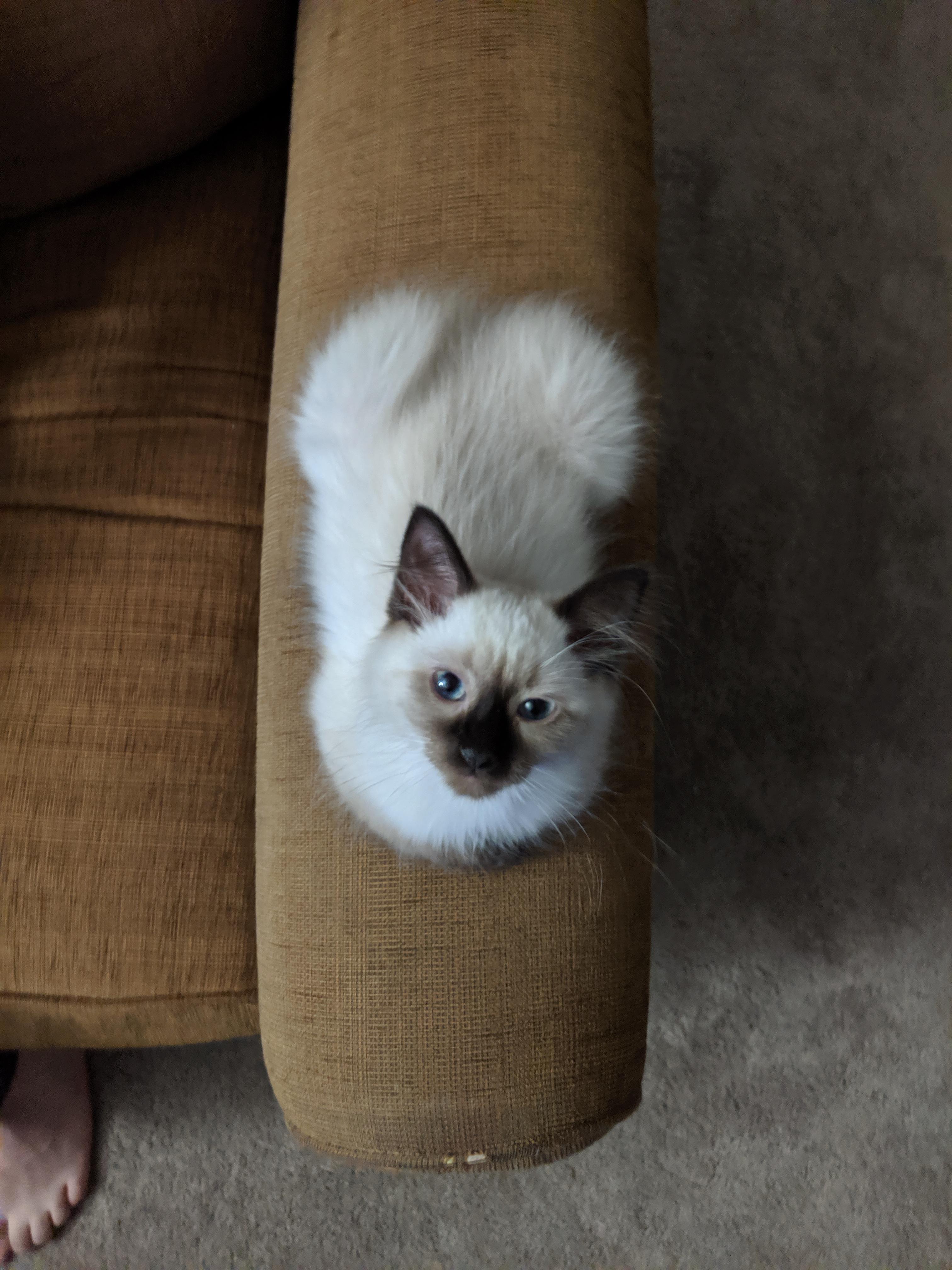 Our new kitten Miso knows exactly how to loaf | Scrolller