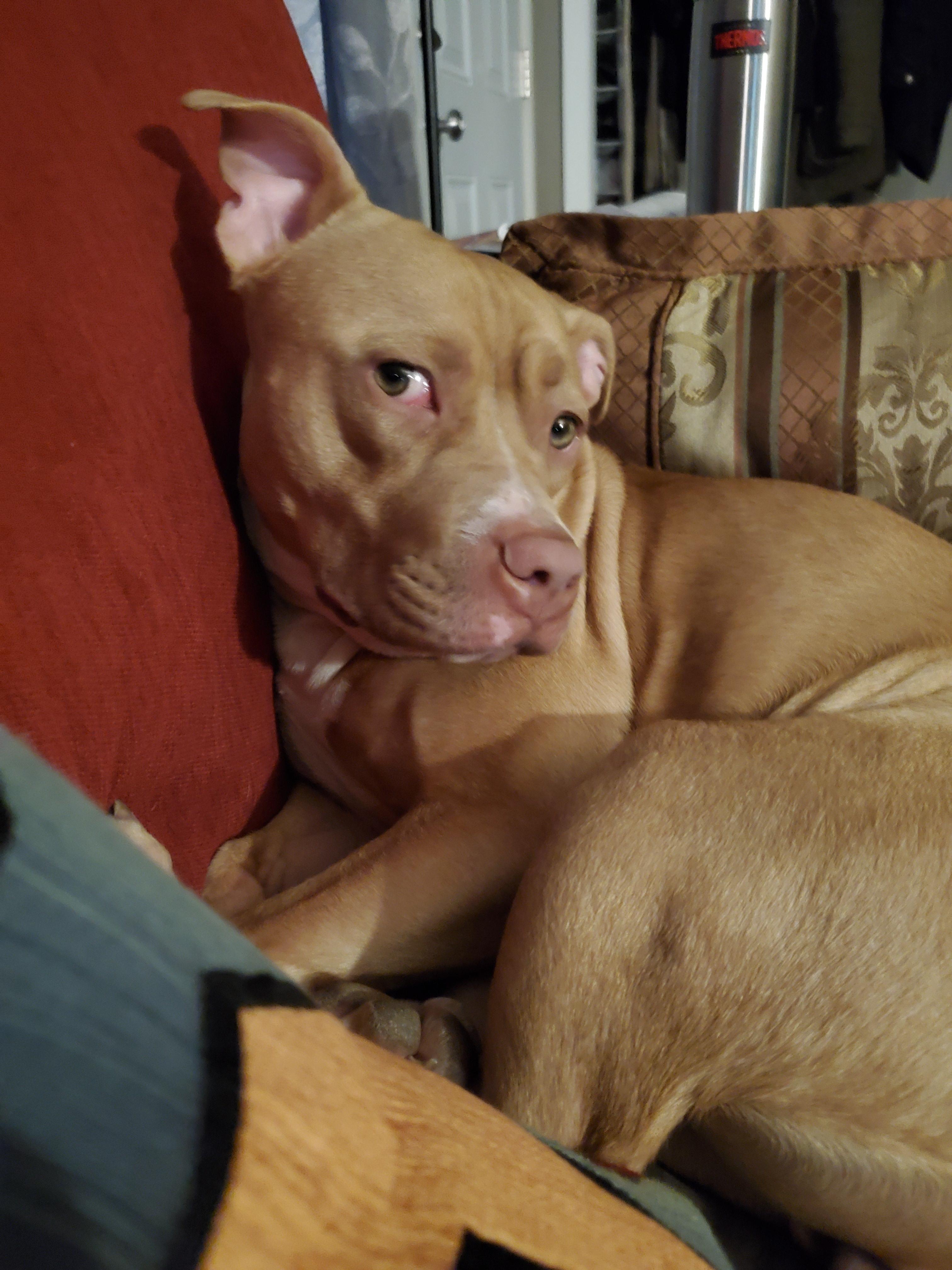 Our new pup Suzie ☺ | Scrolller