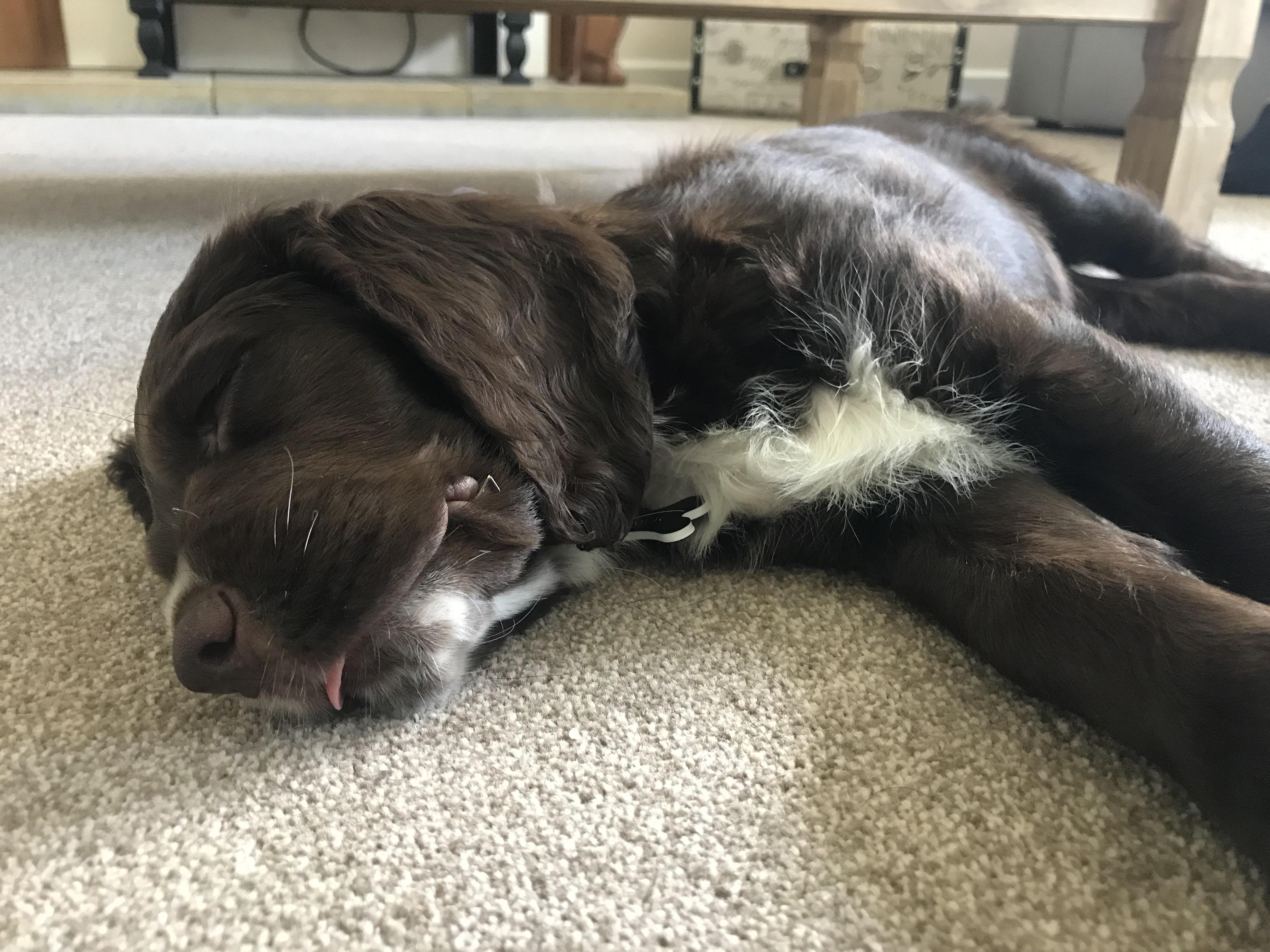 Our newest addition did his first sleepy blop. Meet Boomer. | Scrolller