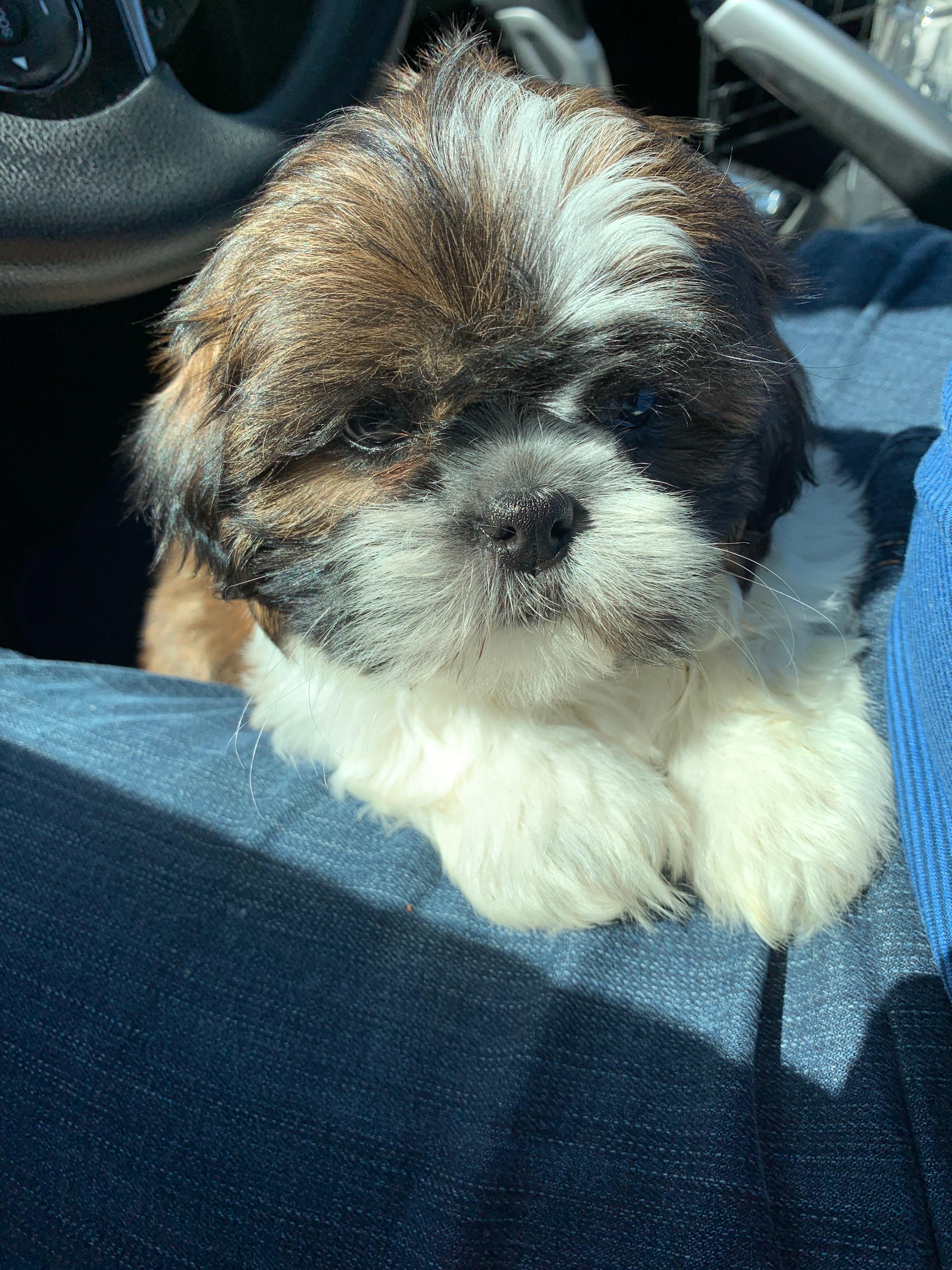 Our newest family member arrived today. Zinfandel aka Zinnie! | Scrolller