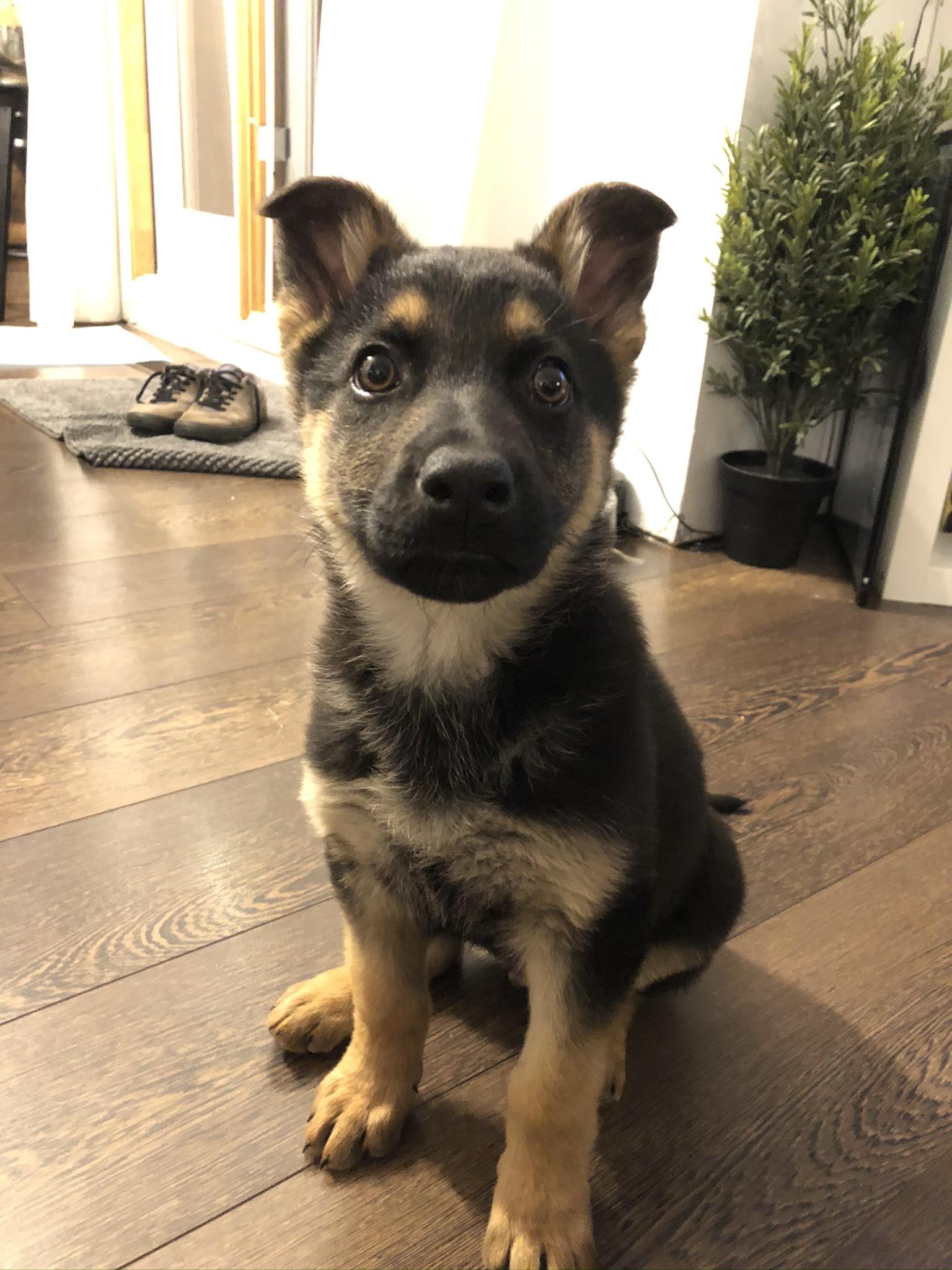 Our newest family member ‘Rogue’ ️ | Scrolller