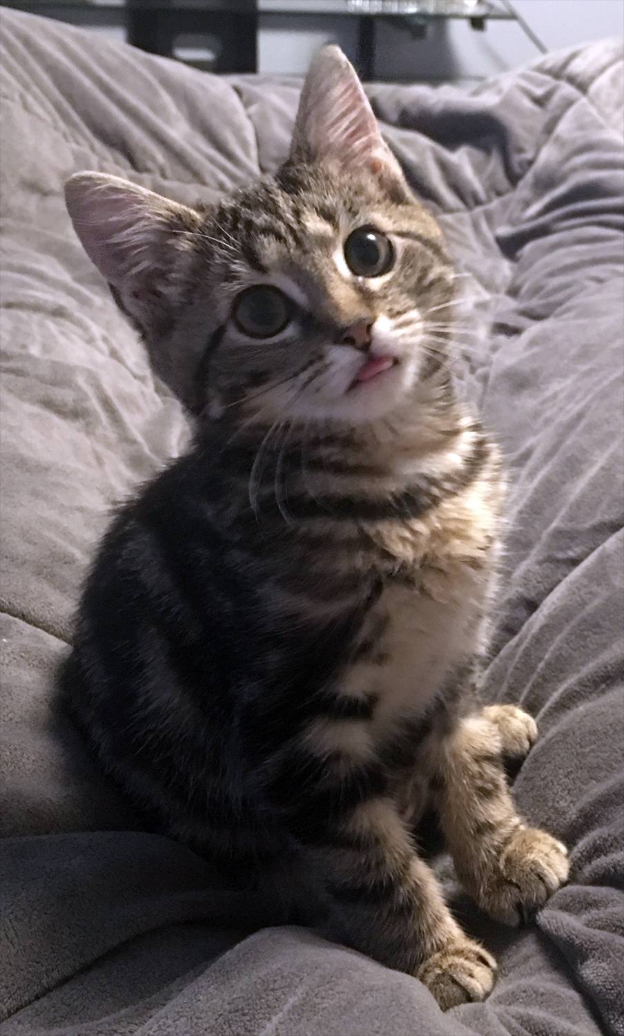 Our newly adopted kitten loves to blep. | Scrolller