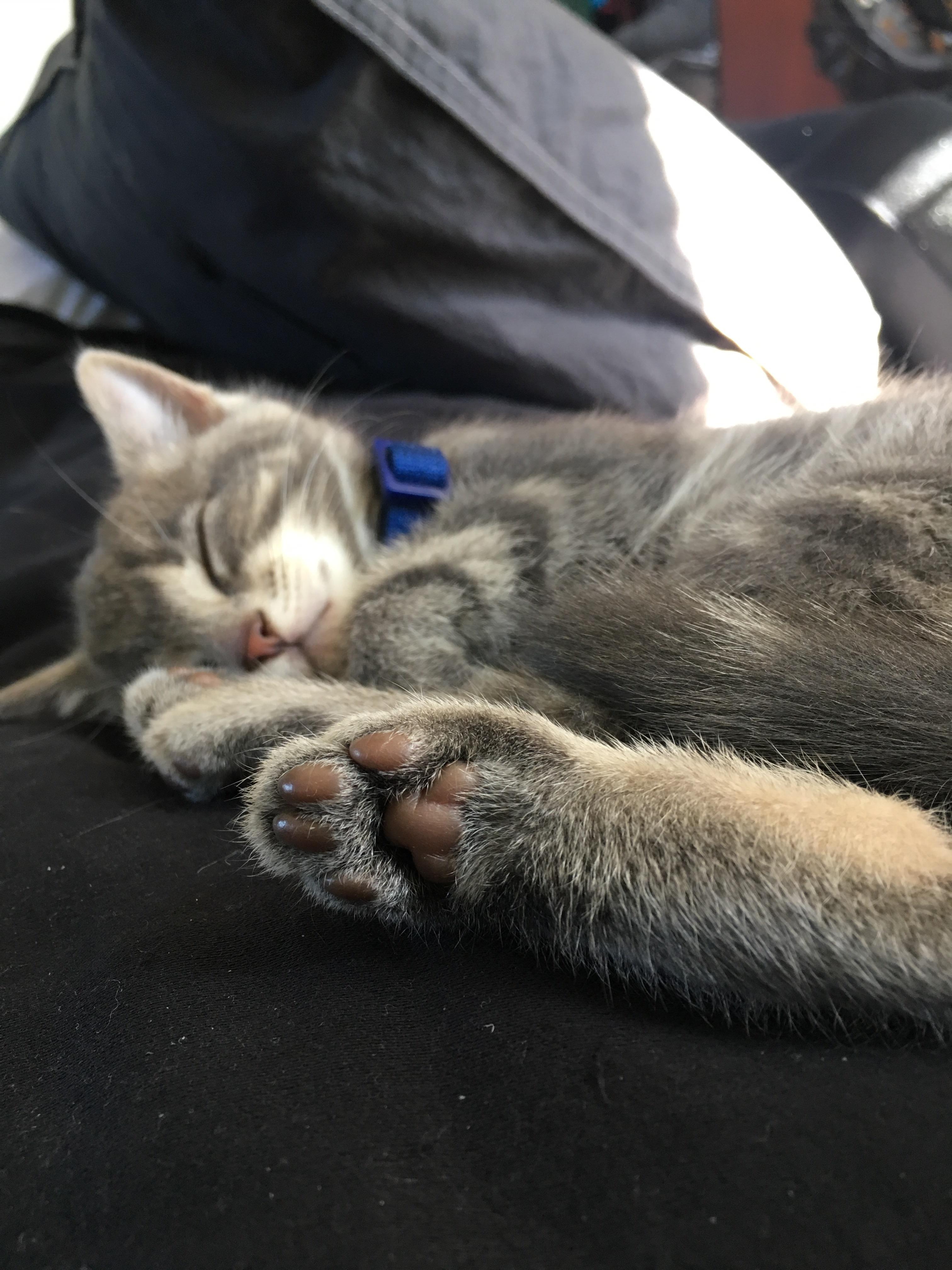 Our newly adopted kitten with her little toe beans | Scrolller
