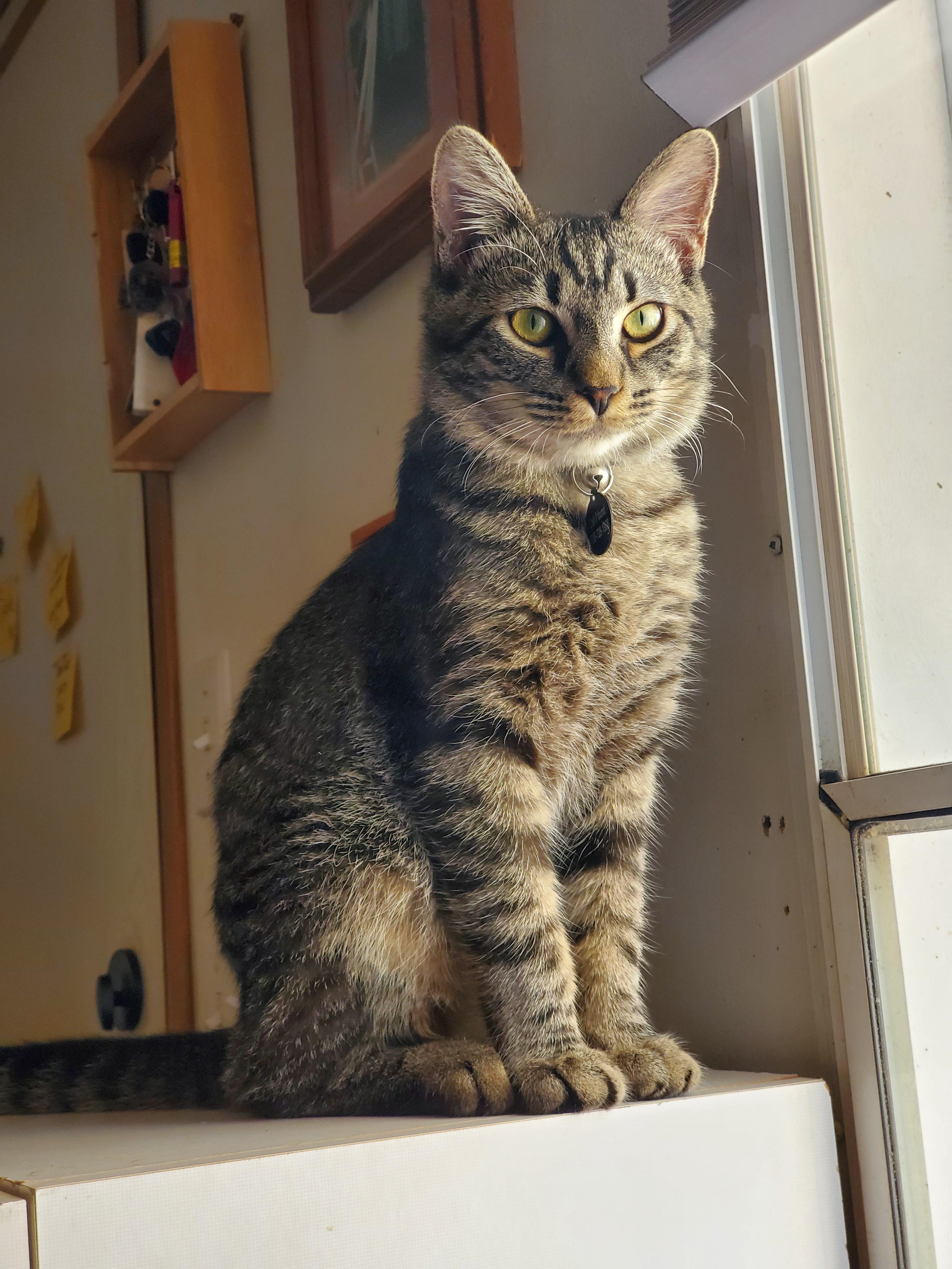 Our not so polite Lucifur "acting" polite | Scrolller