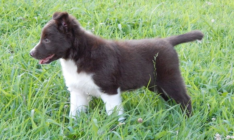 Our Pup "Hershey" at 8 weeks | Scrolller