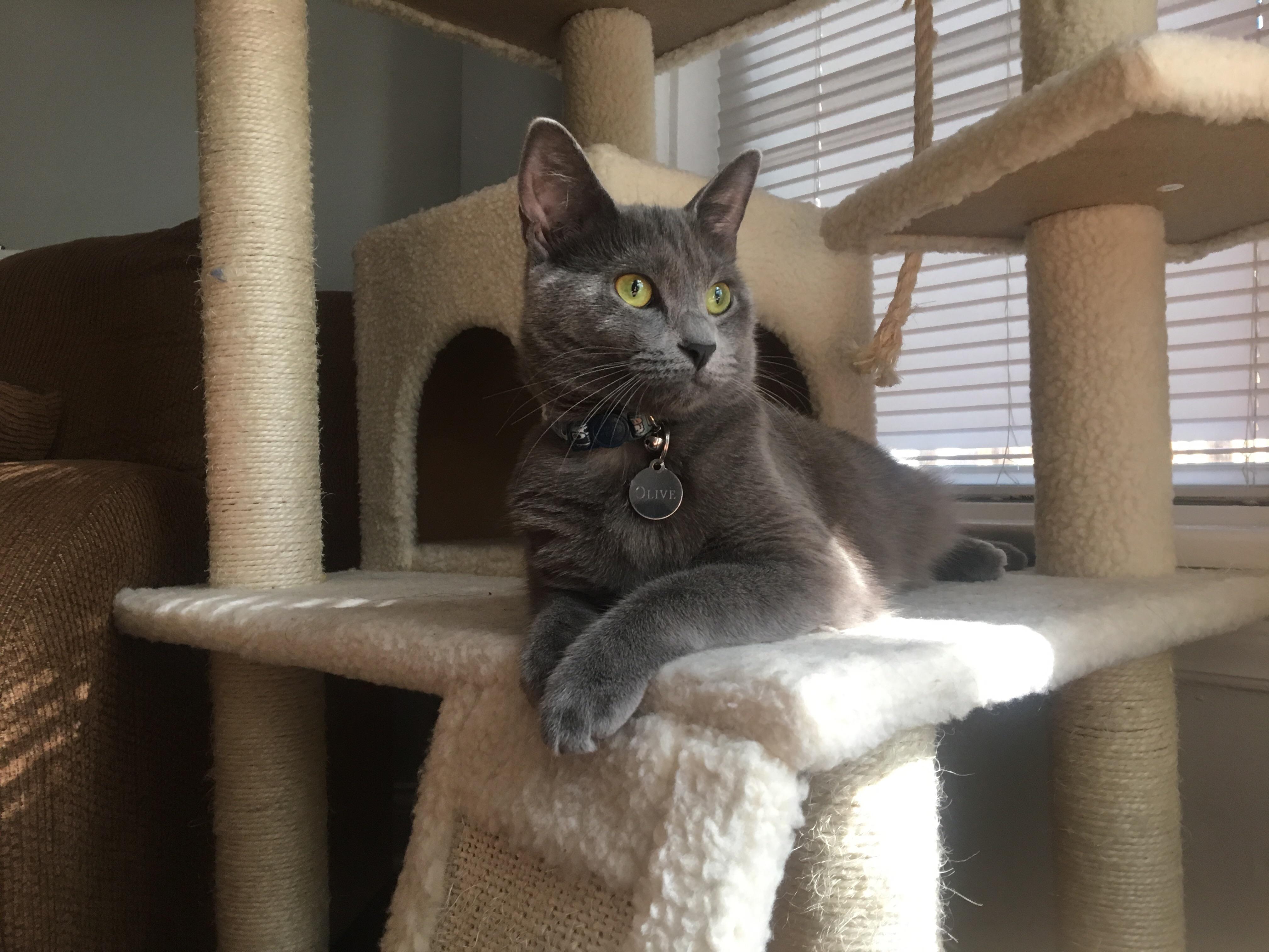 Our rescue cat, meet Olive 💚 | Scrolller