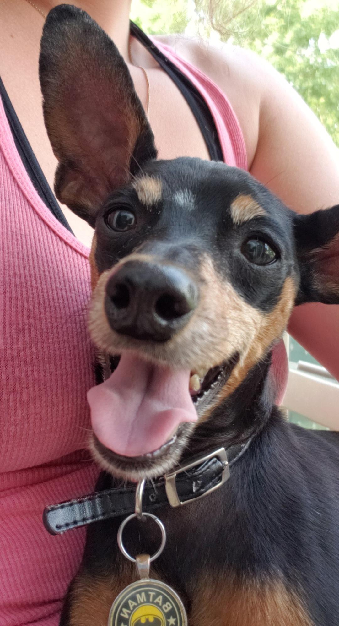 Our sweet happy boi | Scrolller