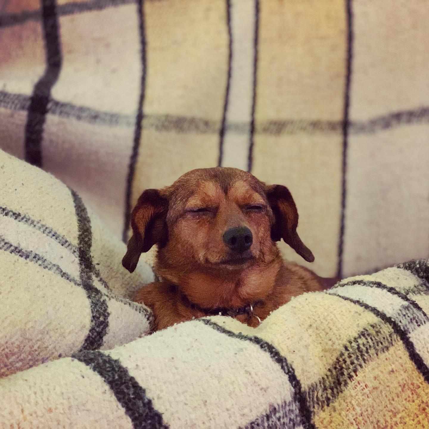 Our very zen (presumed) chiweenie. | Scrolller