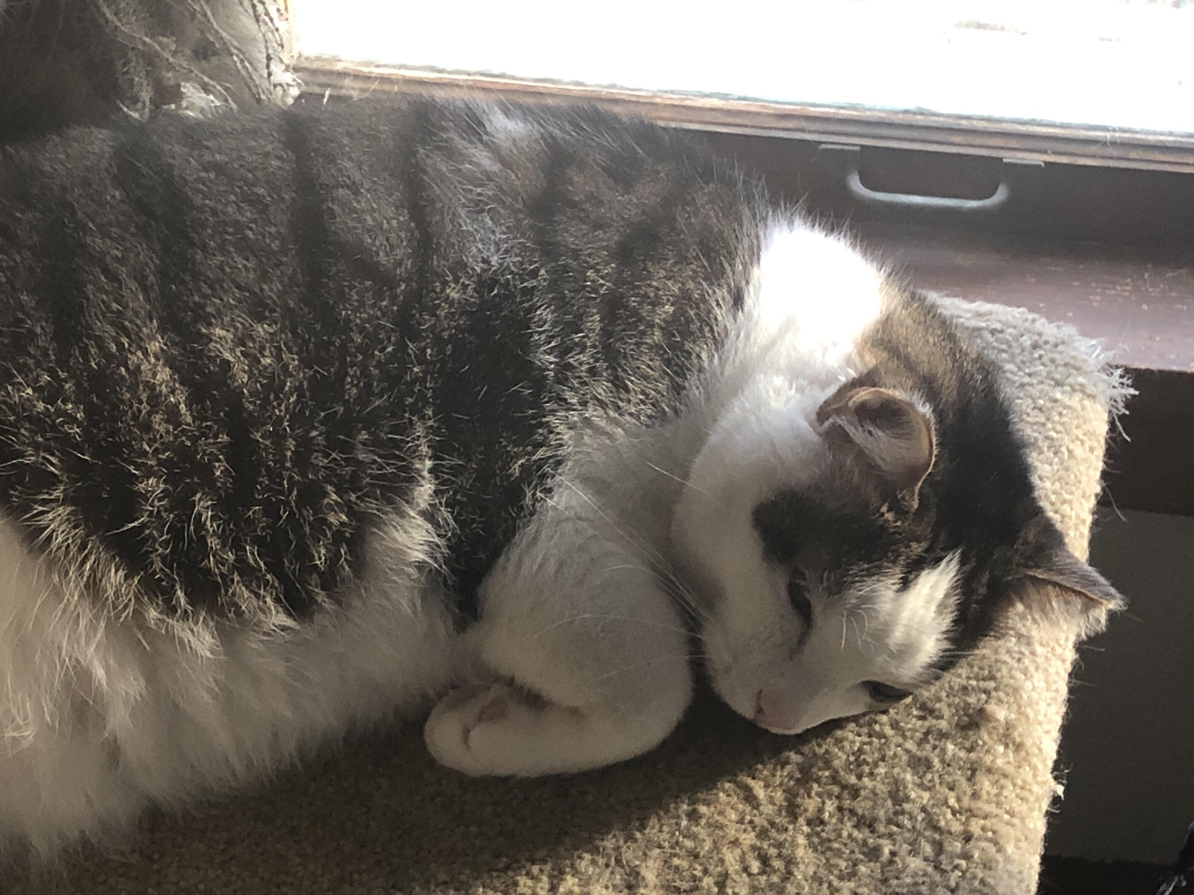 Over stuffed bean burrito | Scrolller