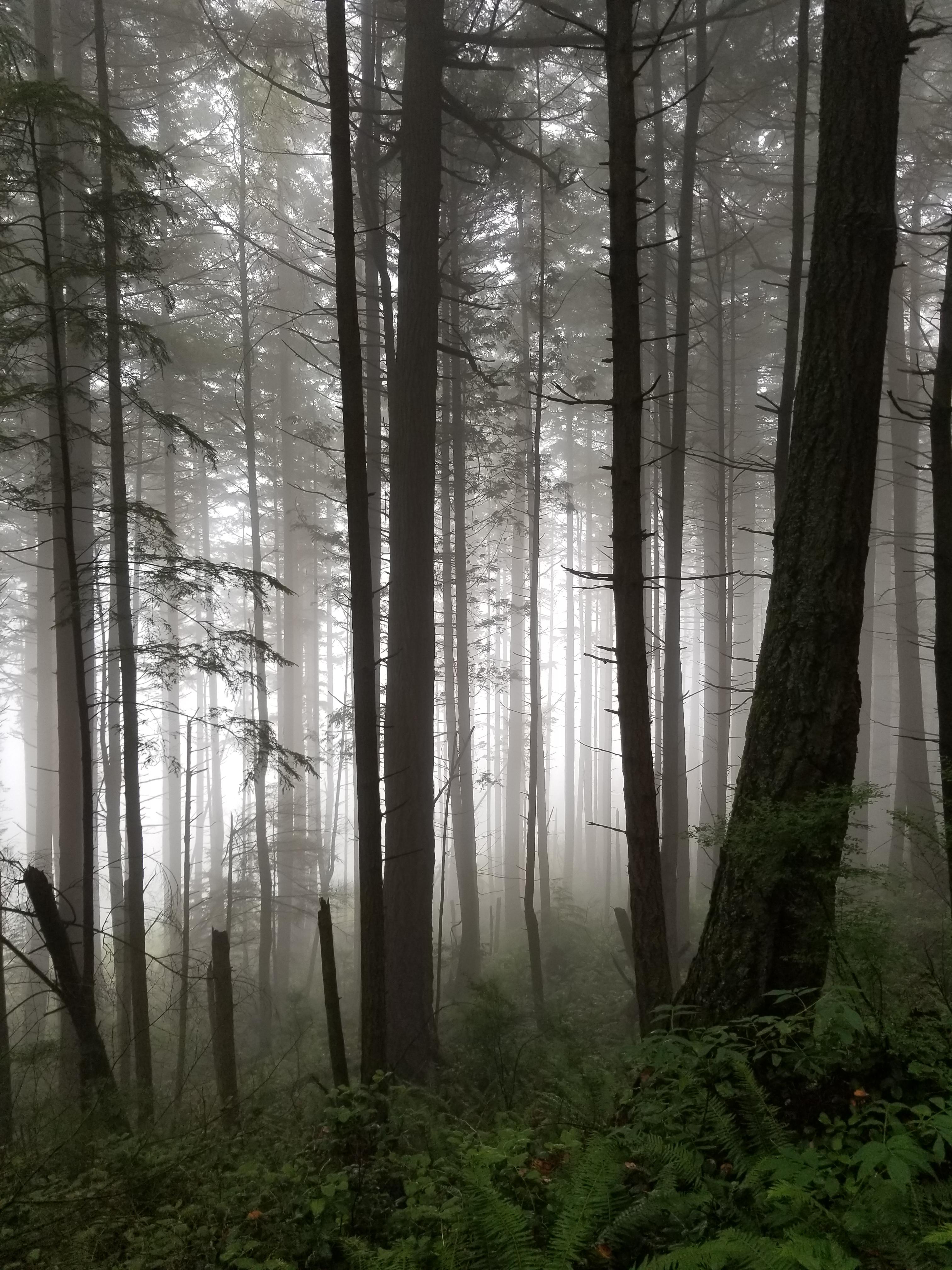 Oyster Dome in Washington State [3024 x 4032] | Scrolller