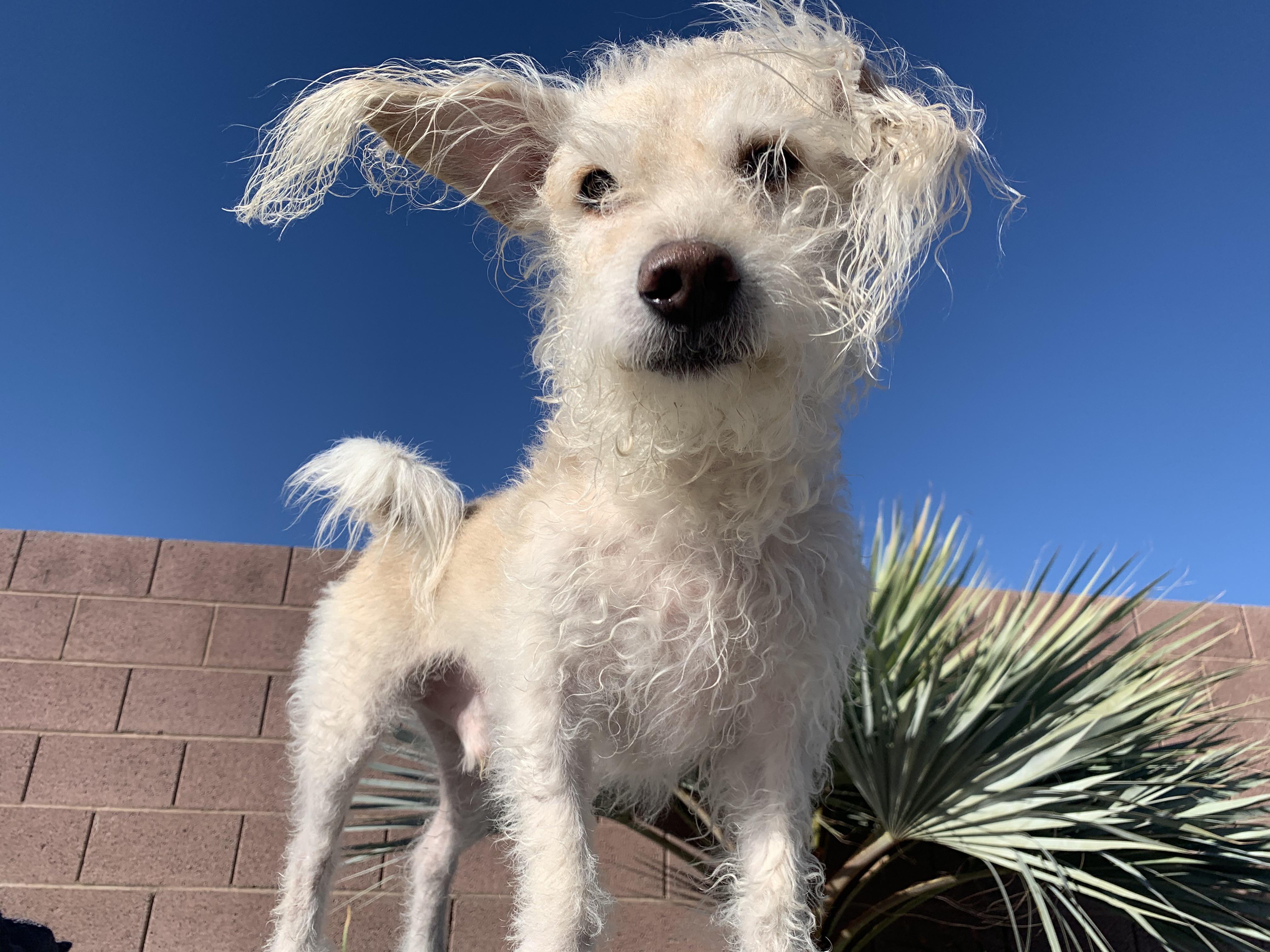 Ozzie enjoying the wind blowing in his face | Scrolller