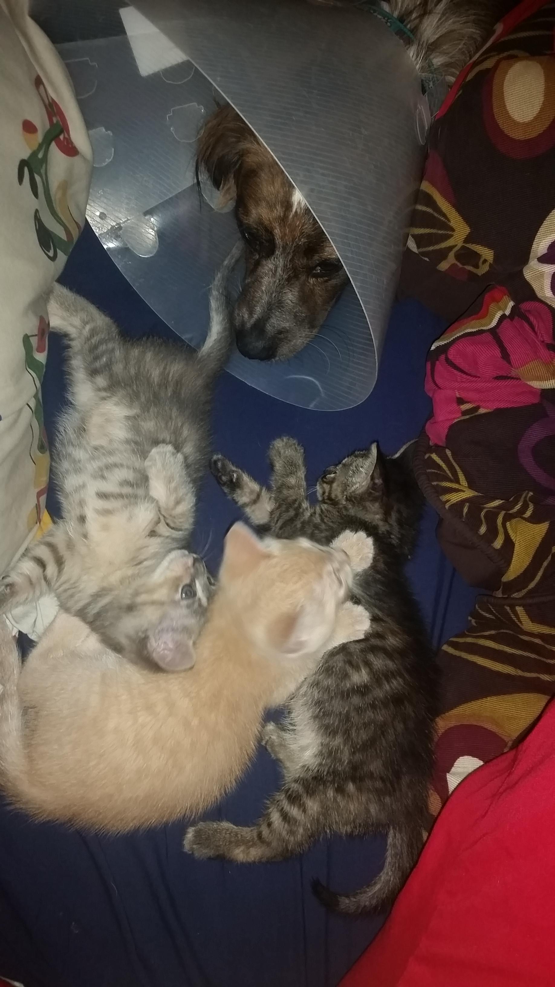 Ozzy doesn't let the cone stop him from loving his foster babies. Hewie, Louie, and Dewie think ...