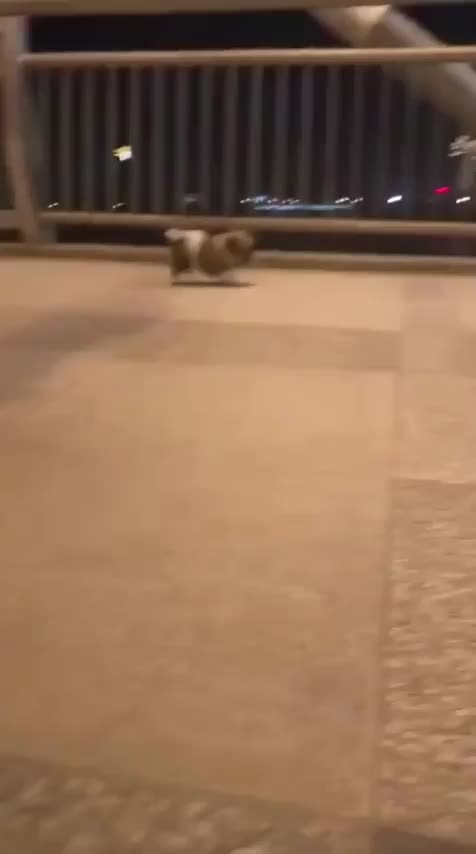 P O T A T O E | Scrolller