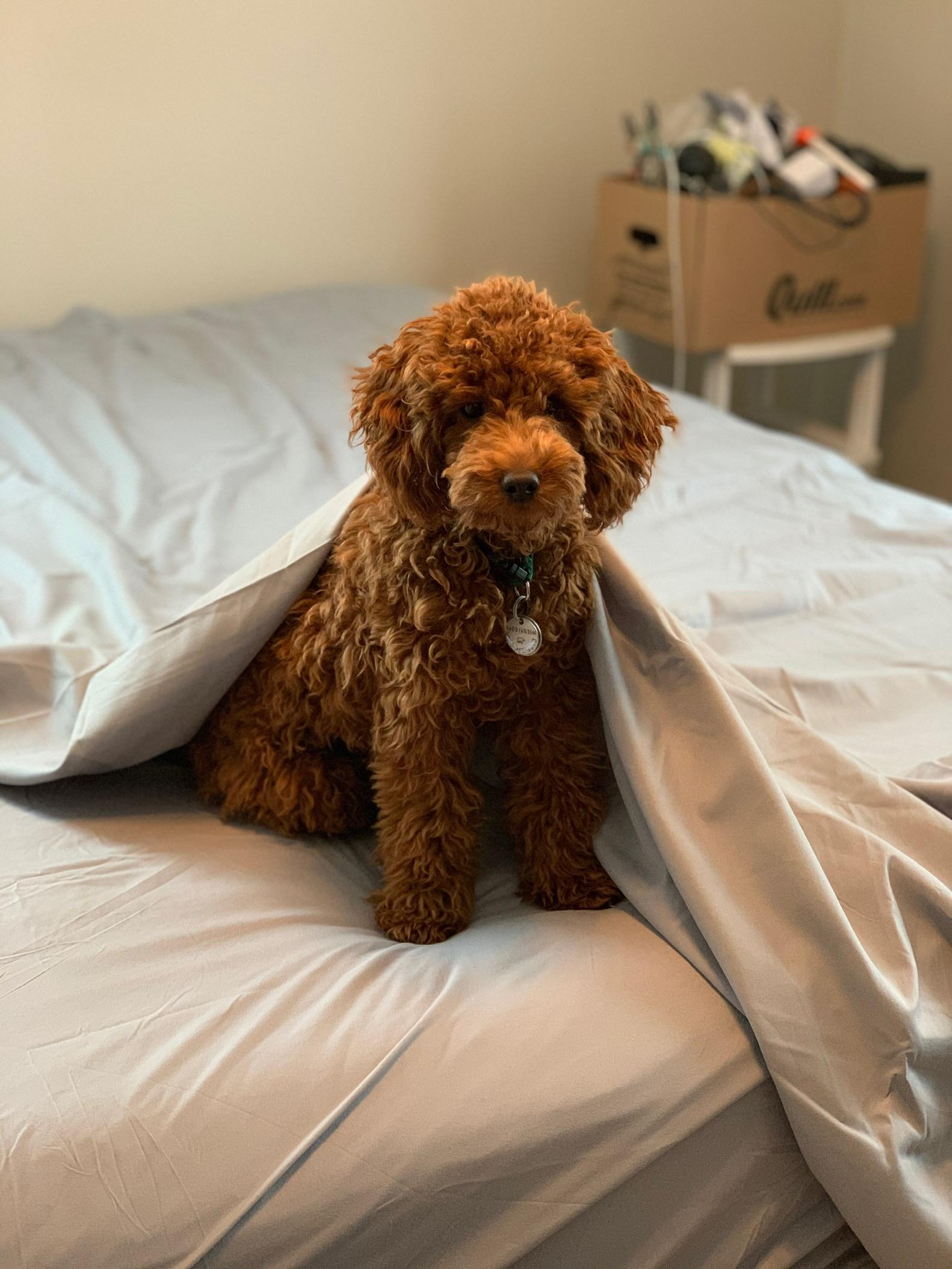 Paddington tired from moving | Scrolller