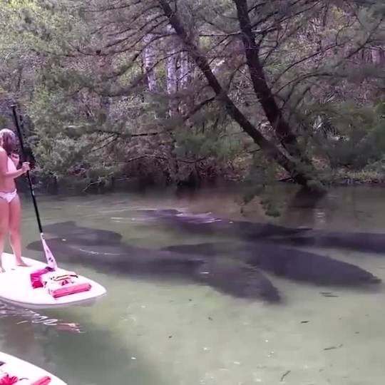 🔥 Paddleboarding by a pod of Manatees. | Scrolller