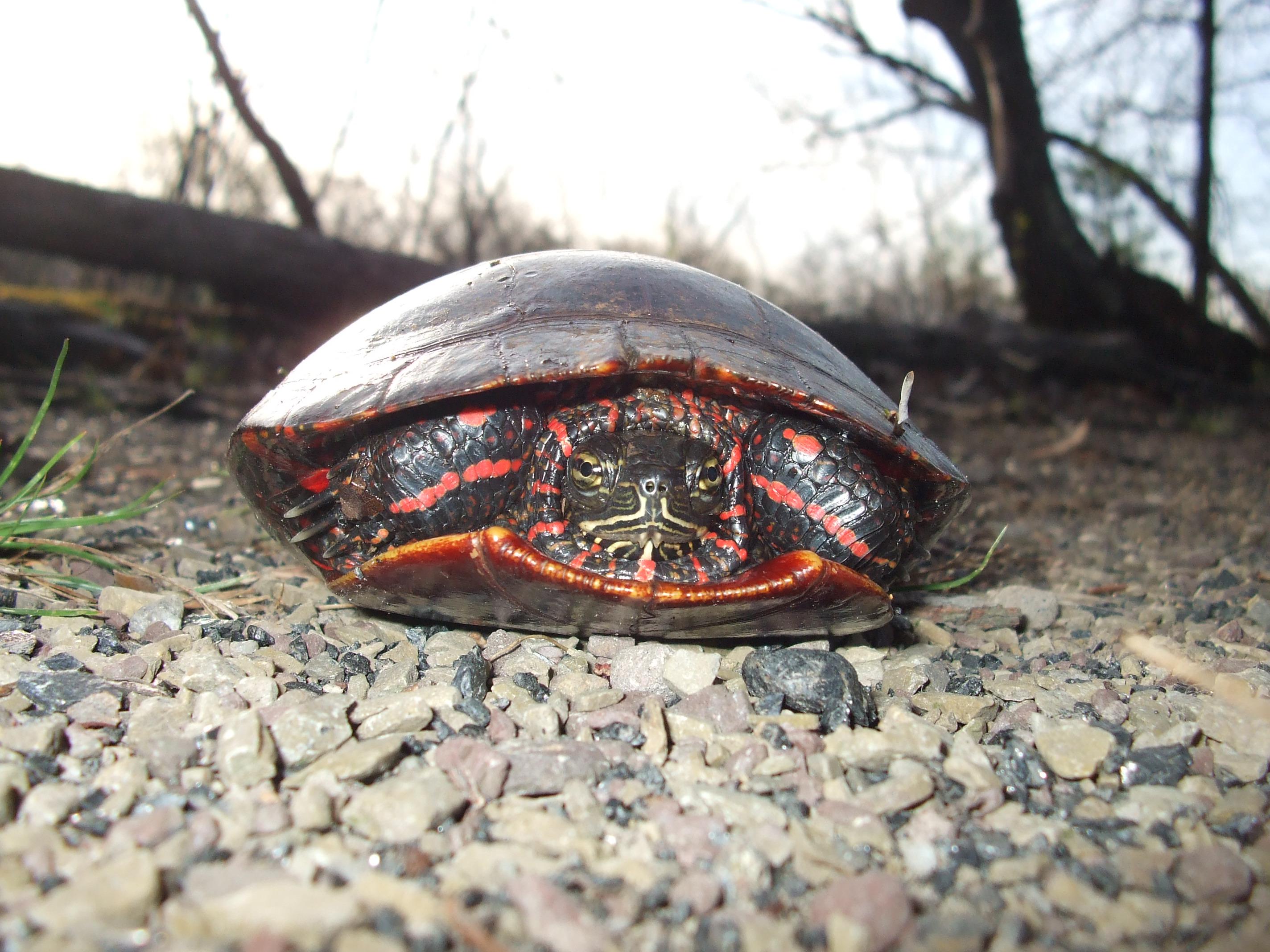 Painted Turtle [OC] | Scrolller