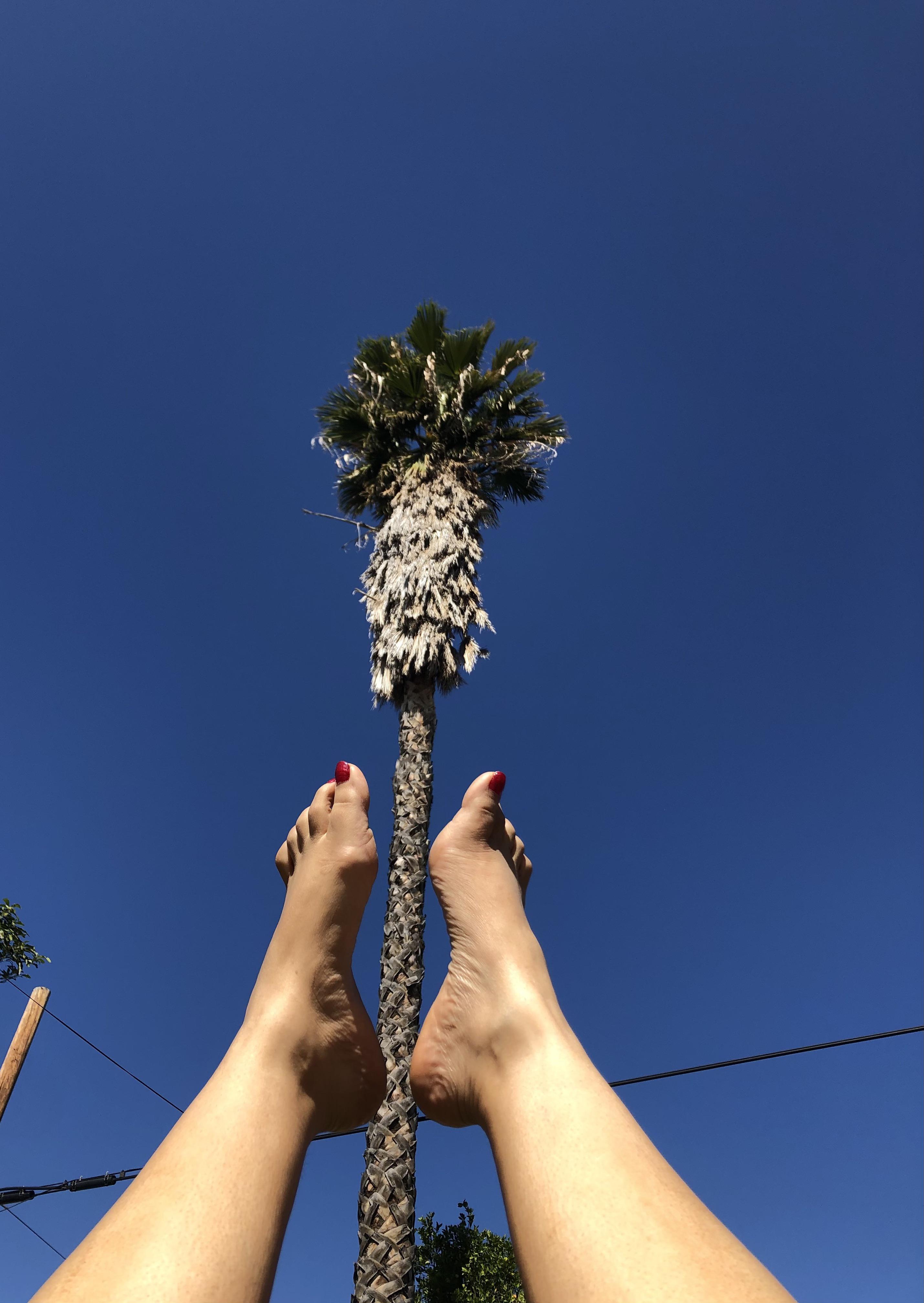 Palm tree & sun hitting my feet | Scrolller